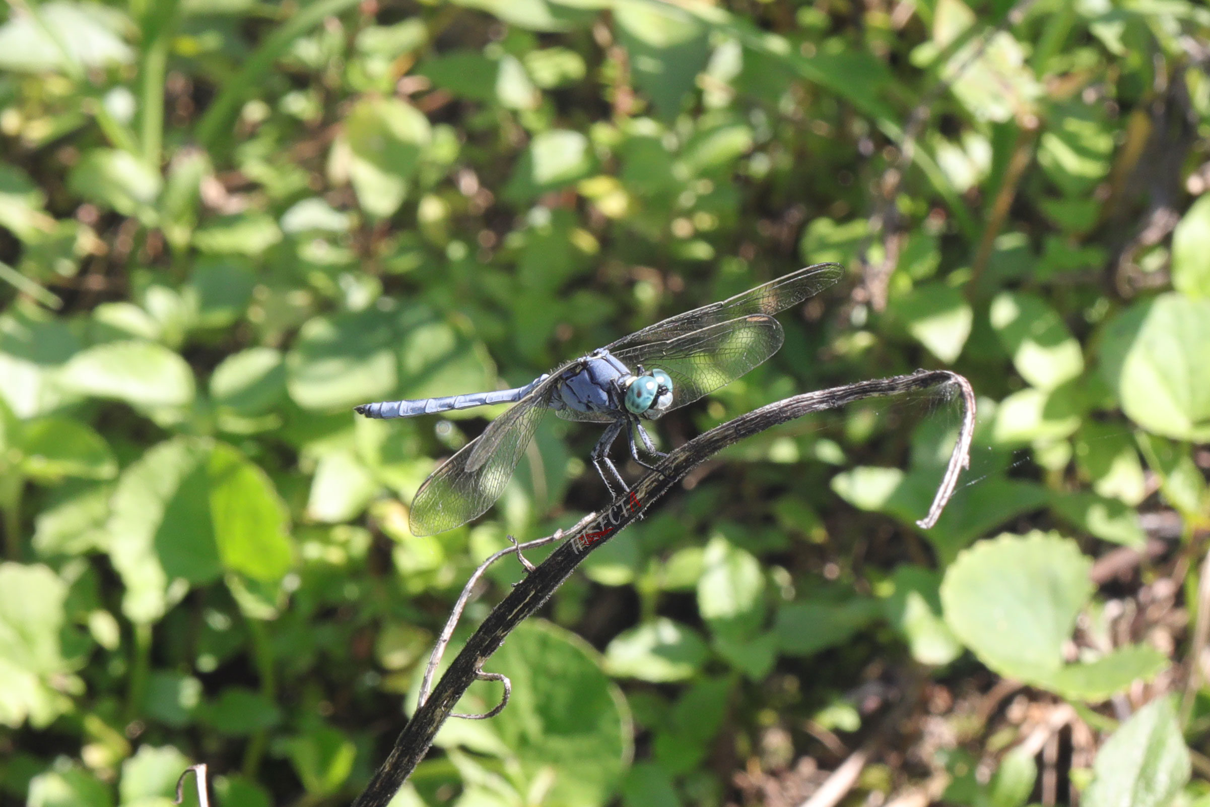 灰蜻属 Orthetrum – IISDW