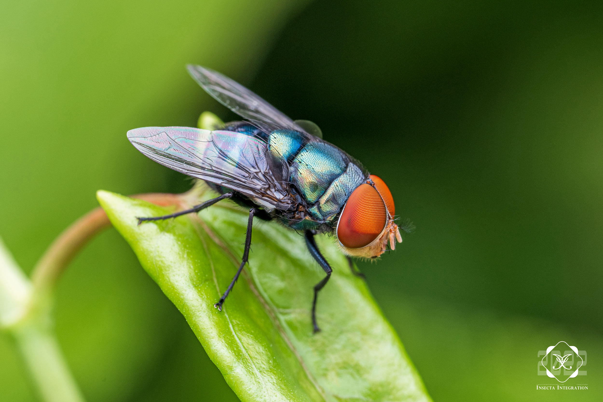 大头金蝇 Chrysomya megacephala – IISDW