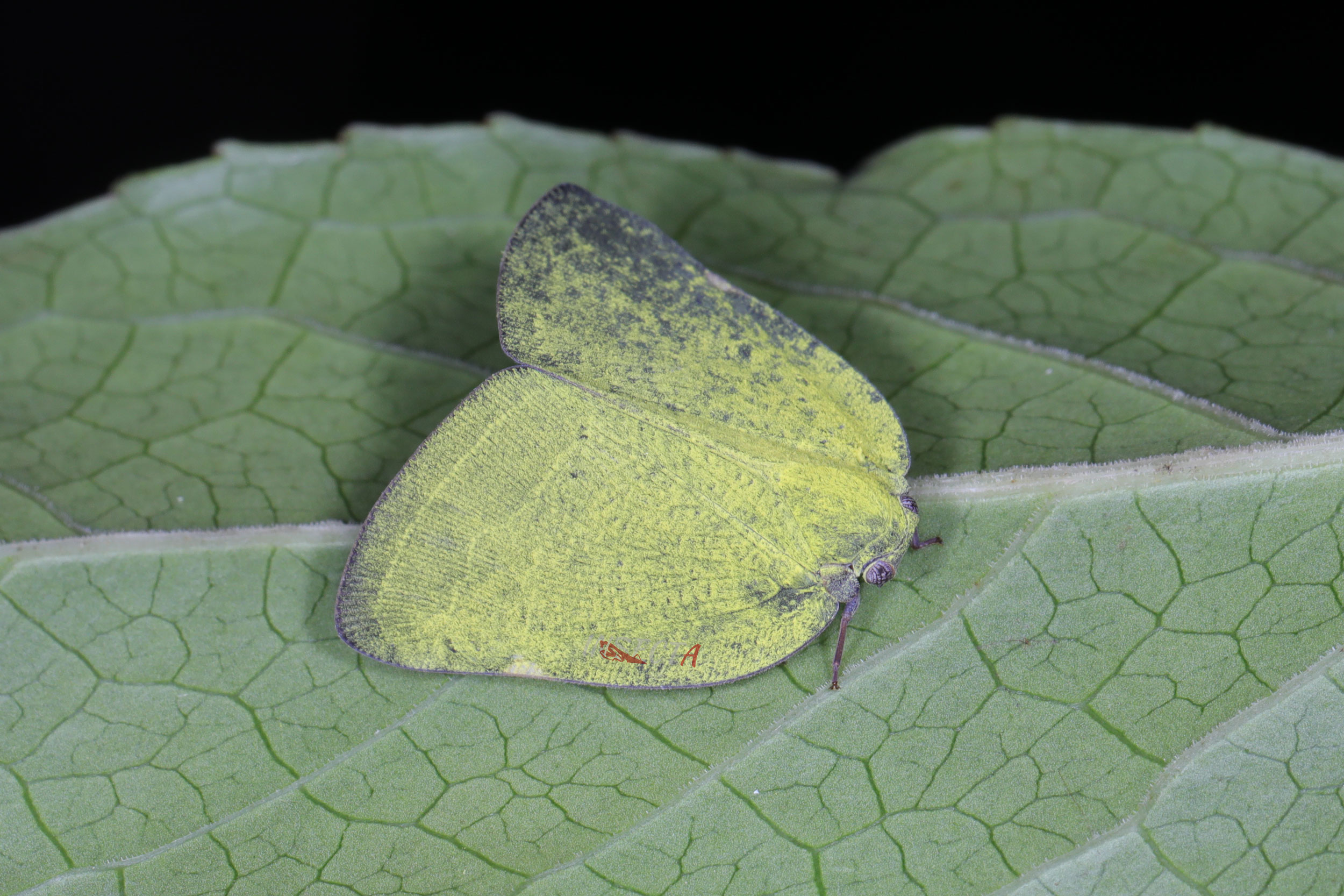 广翅蜡蝉科 Ricaniidae – IISDW