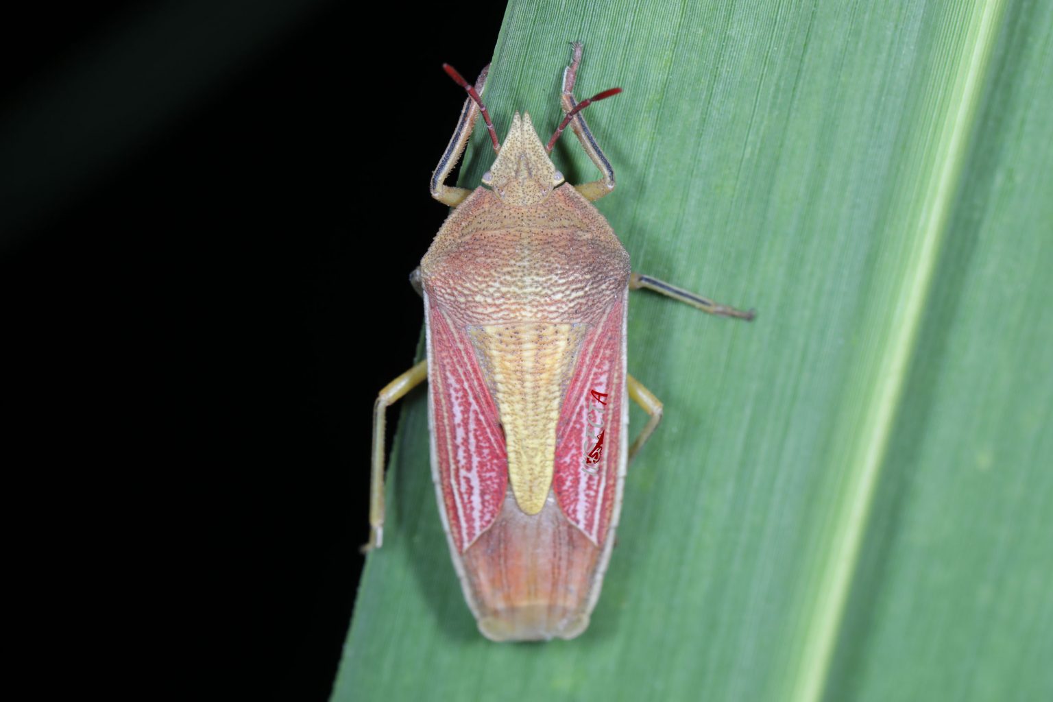 蝽科 Pentatomidae – IISDW