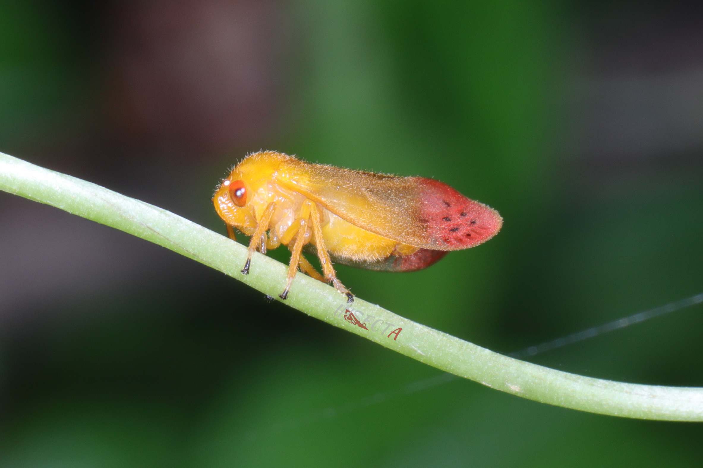 沫蝉科 Cercopidae – IISDW
