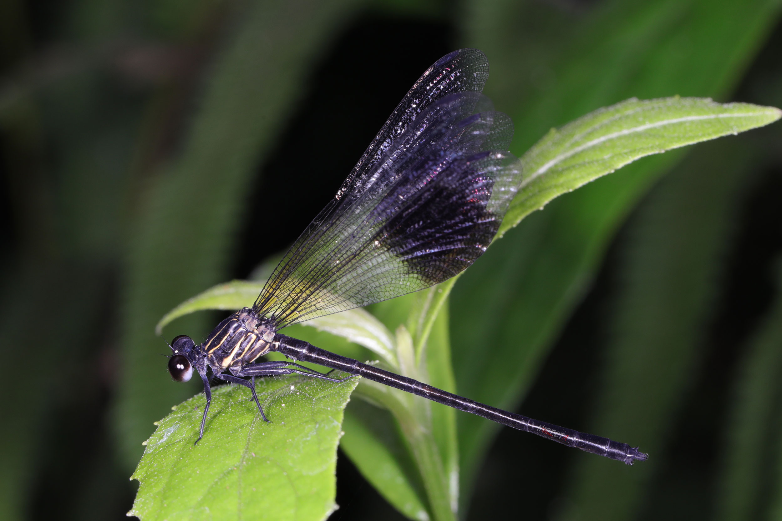 方带溪蟌 Euphaea decorata – IISDW