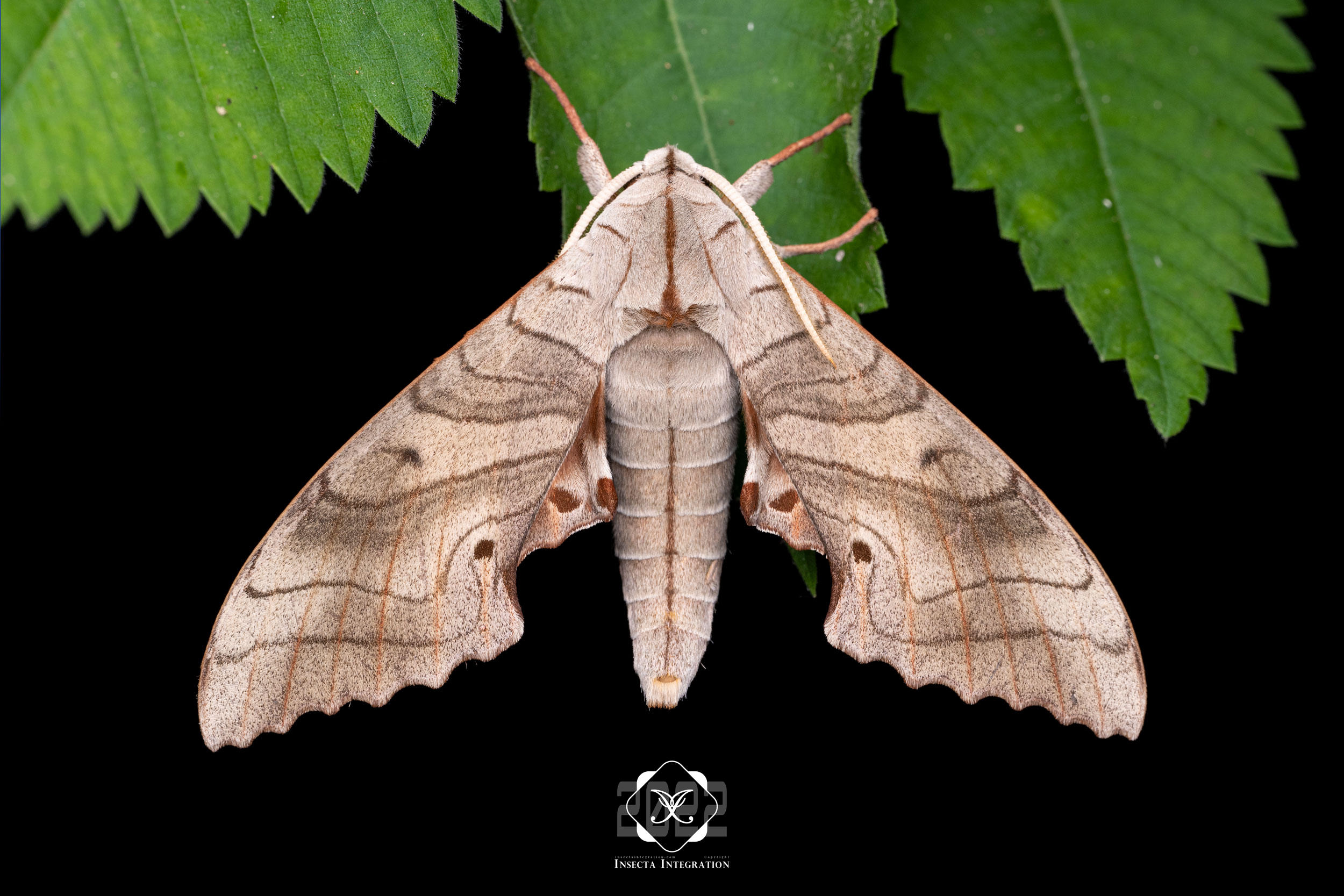 栗六点天蛾 Marumba sperchius – IISDW