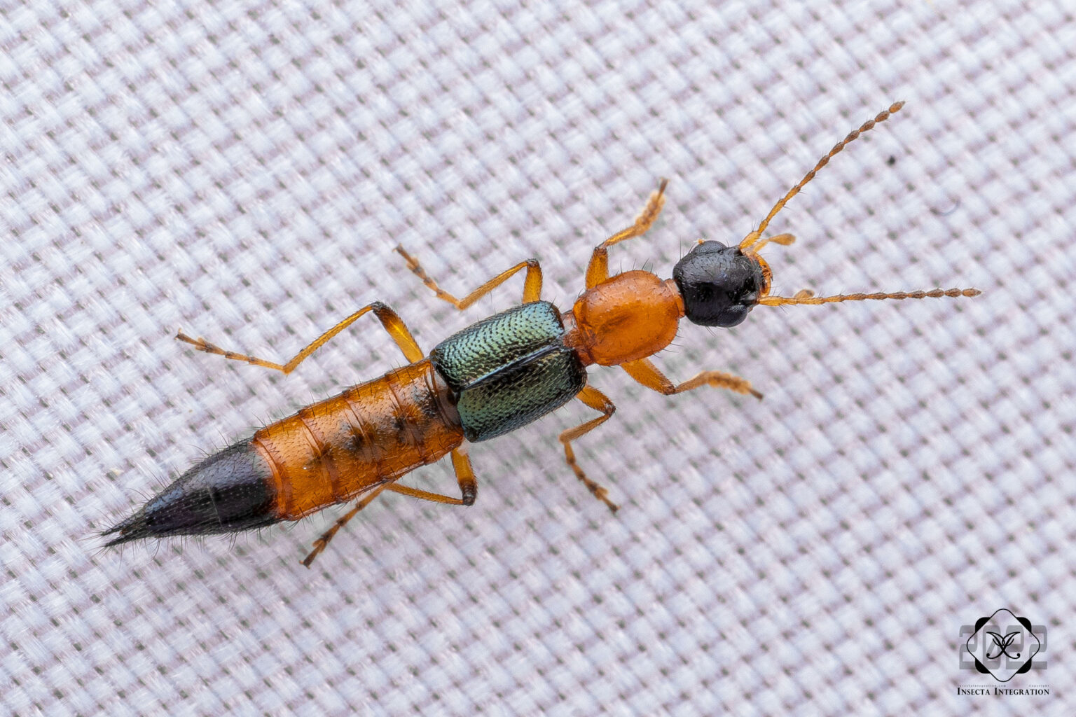 毒隐翅虫属 Paederus – IISDW