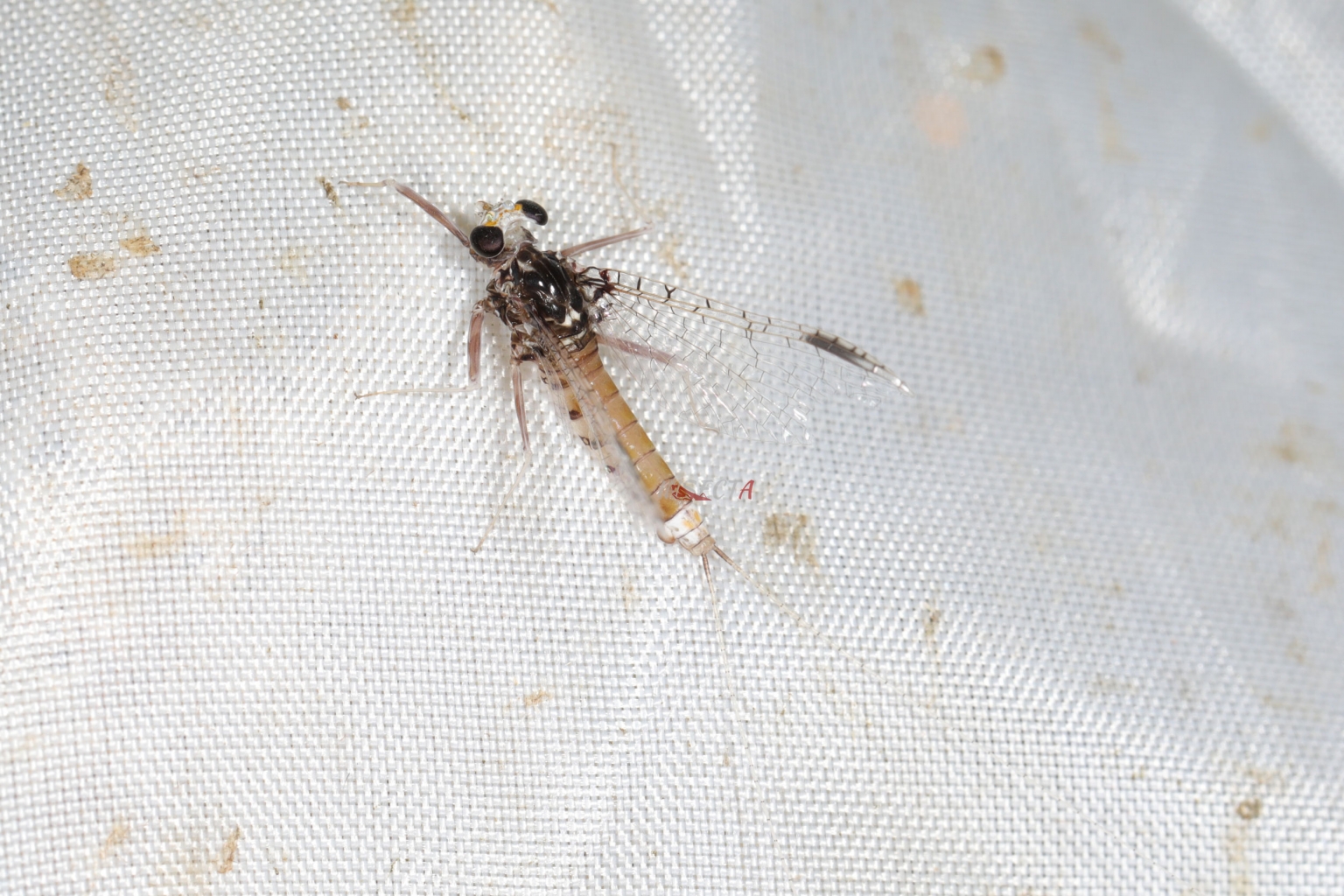 扁蜉科 Heptageniidae – IISDW