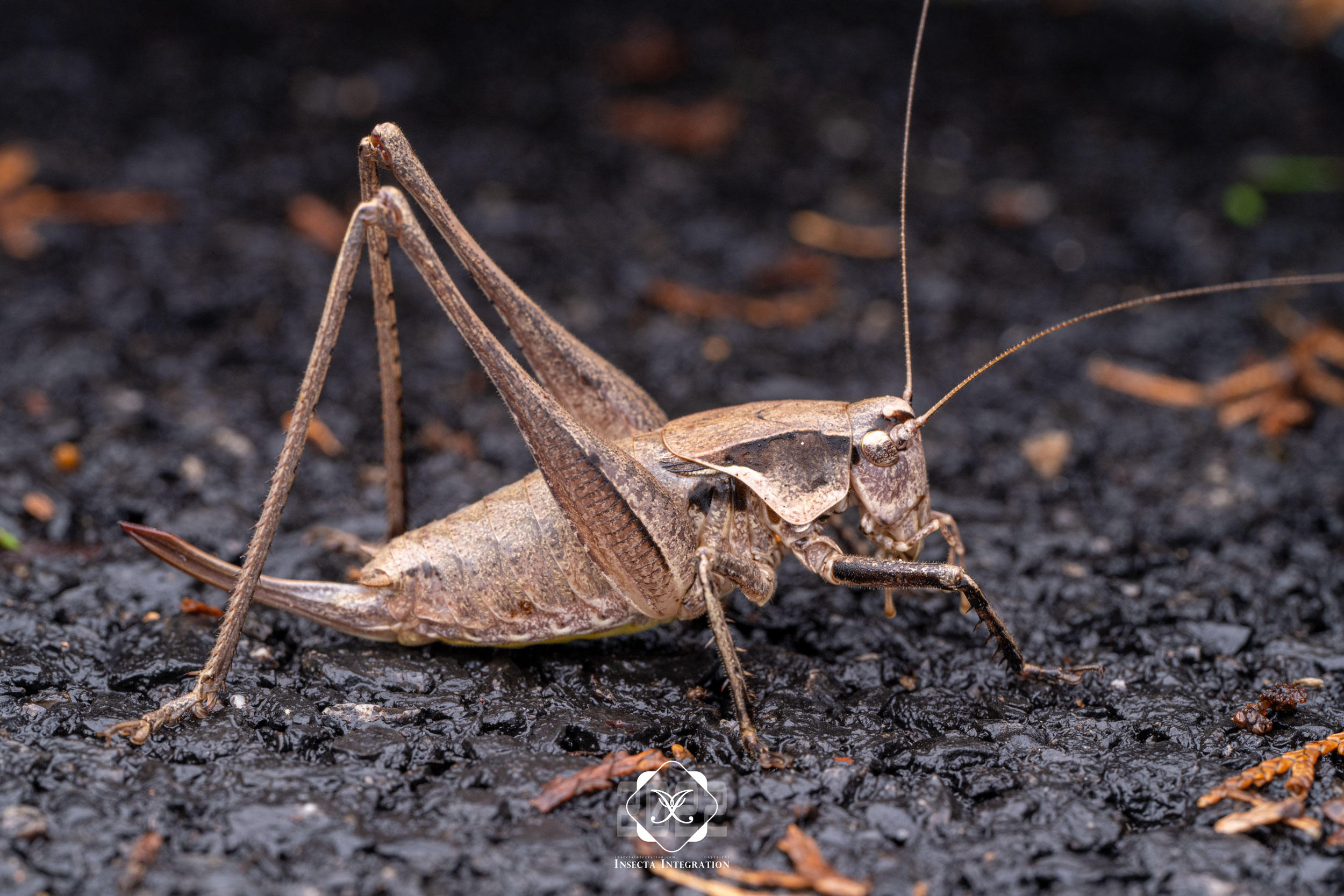 比尔寰螽 Atlanticus pieli – IISDW