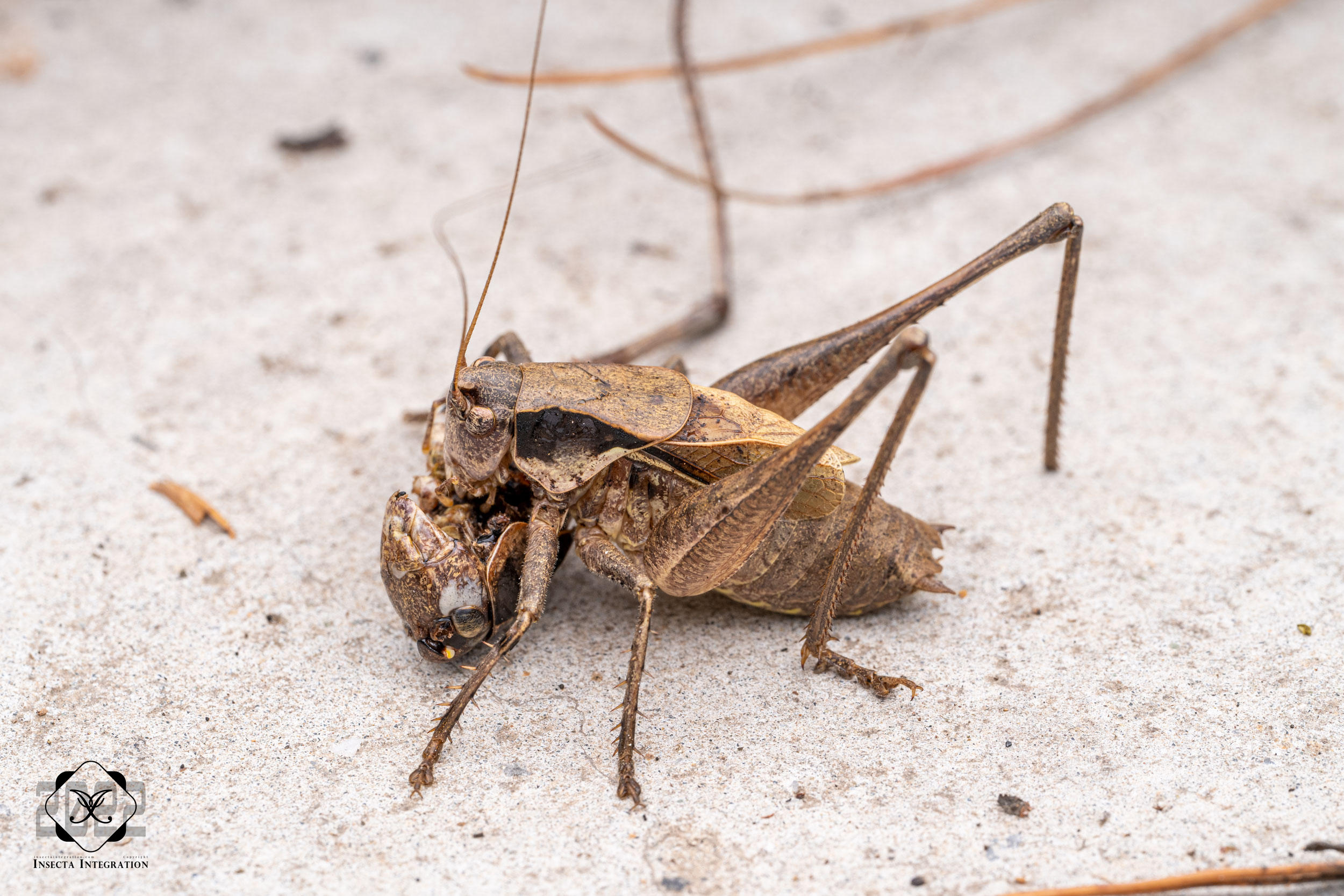 寰螽属 Atlanticus – IISDW