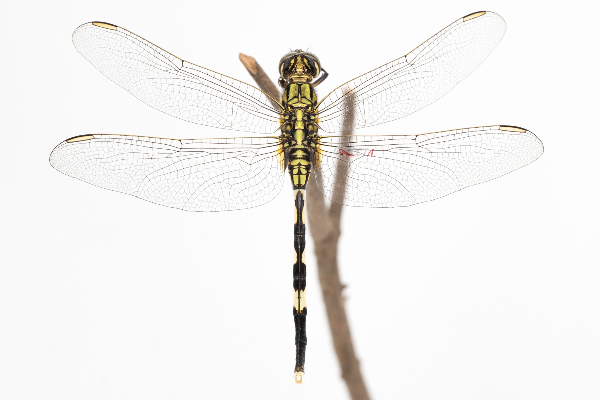 灰蜻属 Orthetrum – IISDW