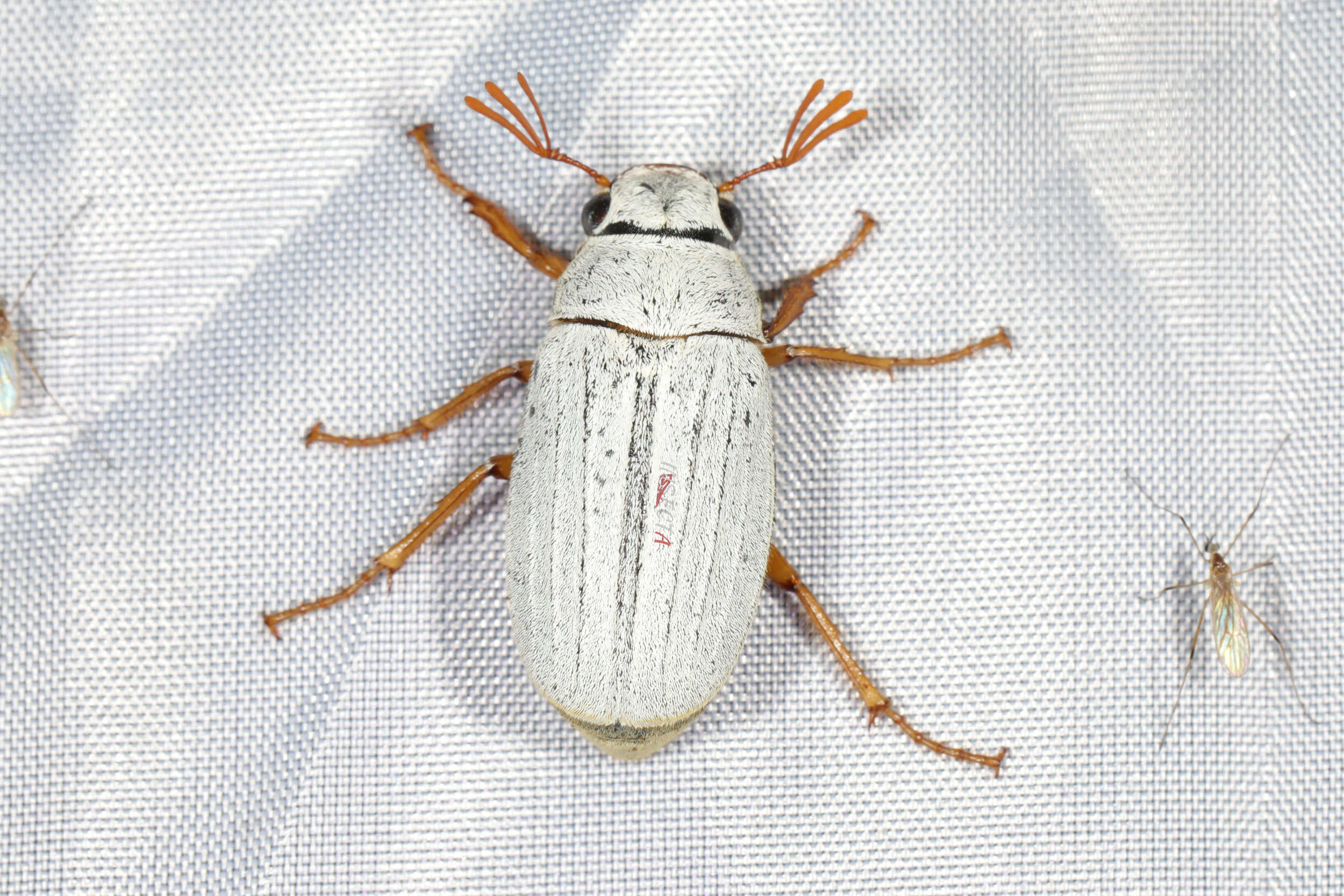 白金龟 Cyphochilus crataceus – IISDW