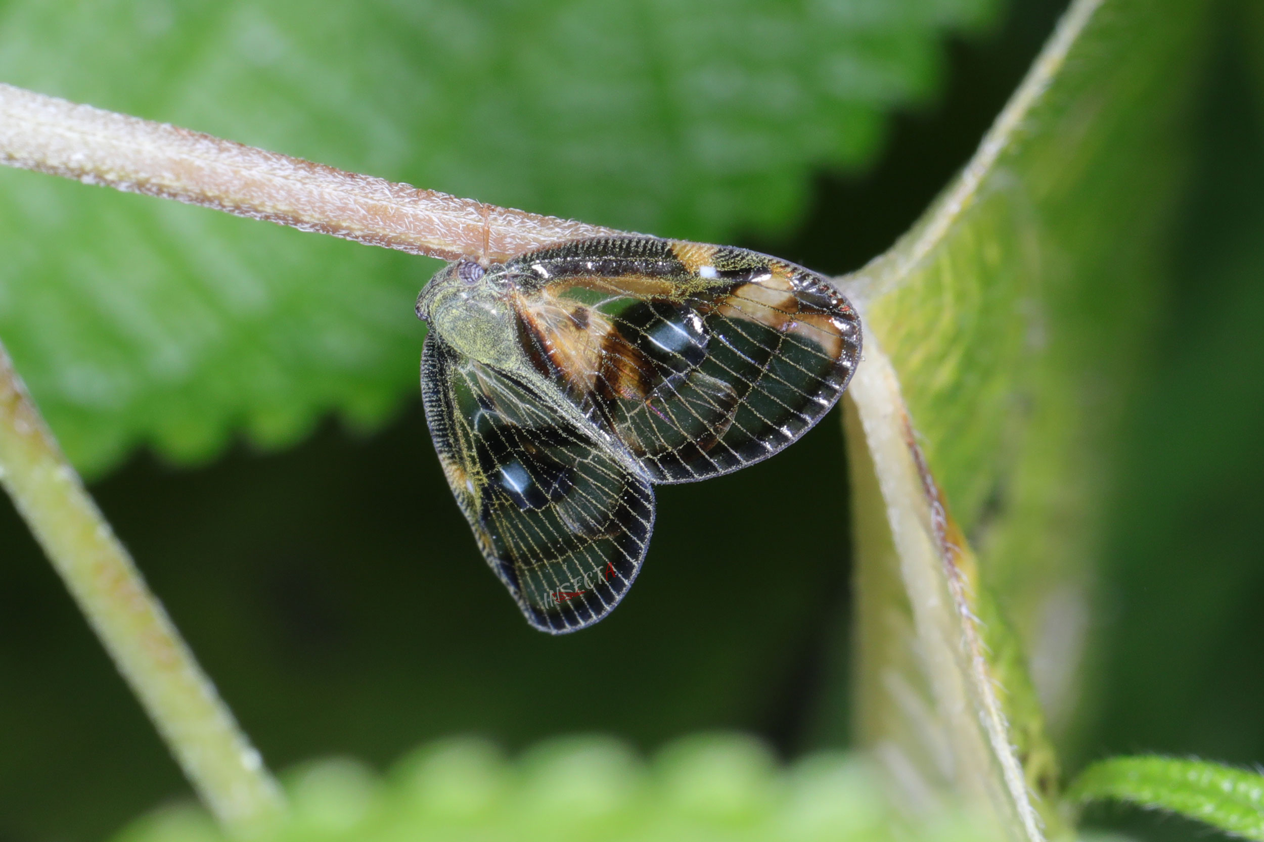 广翅蜡蝉科 Ricaniidae – IISDW