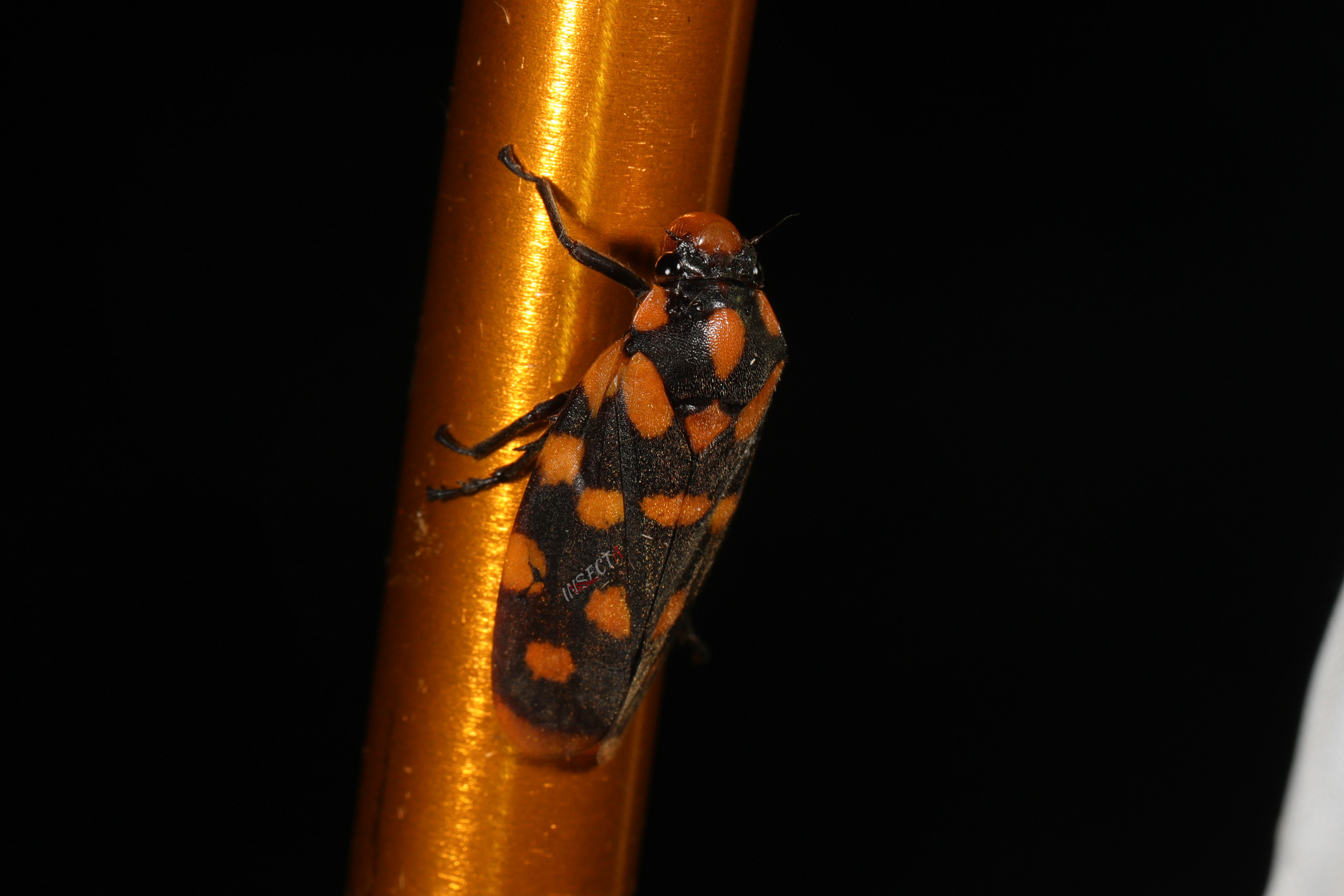 红背肿沫蝉 Phymatostetha dorsivitta – IISDW