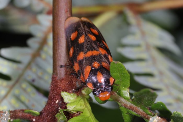 沫蝉科 Cercopidae – IISDW