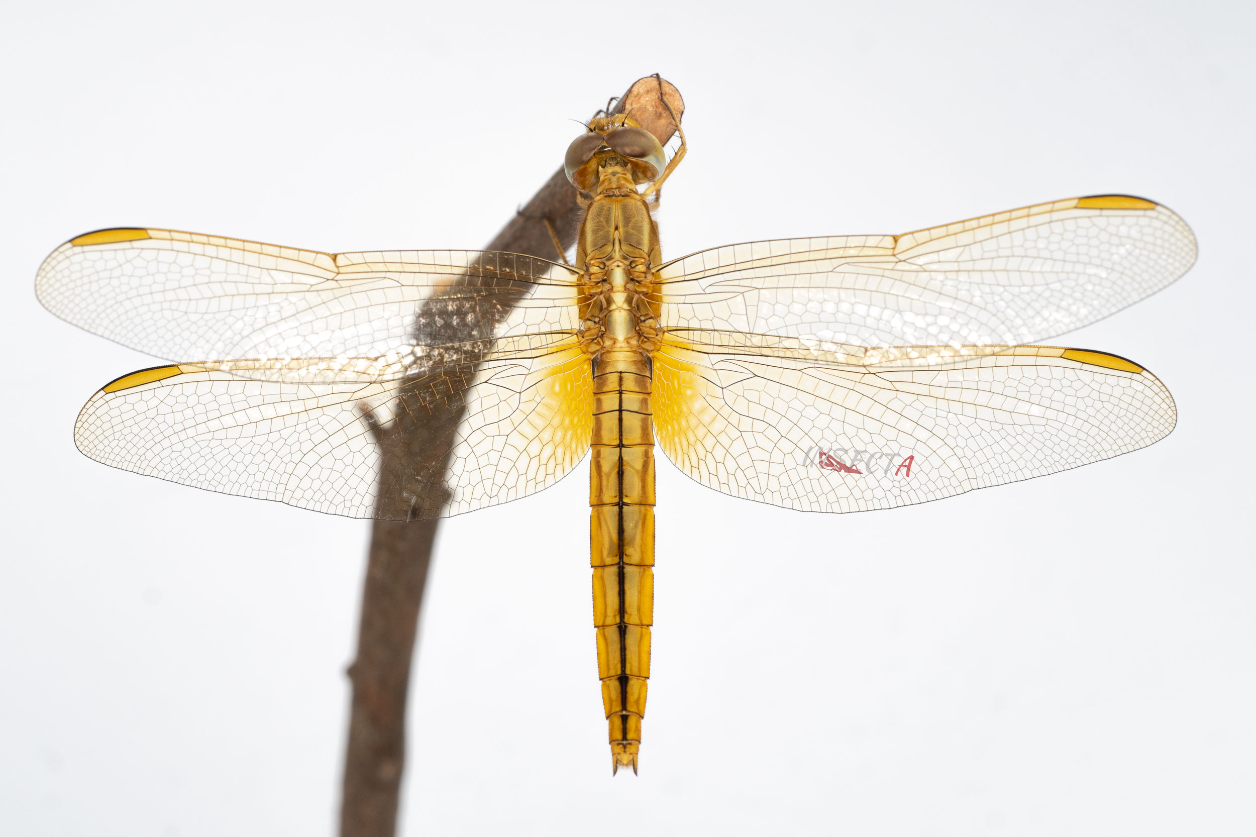 红蜻 Crocothemis servilia – IISDW