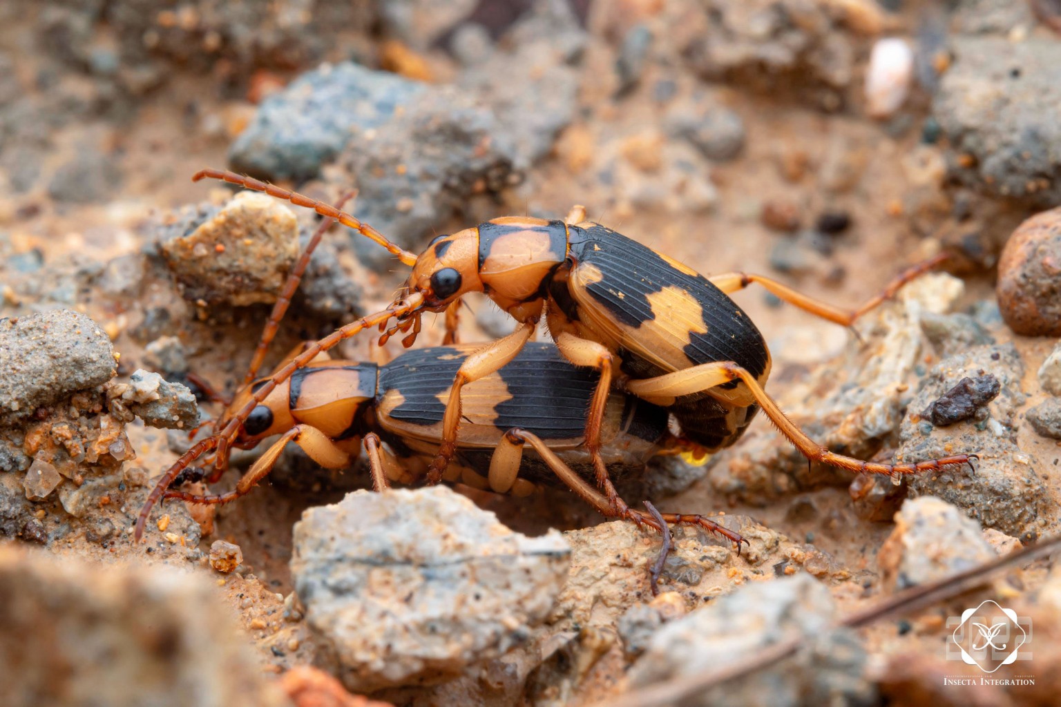 屁步甲属 Pheropsophus – IISDW