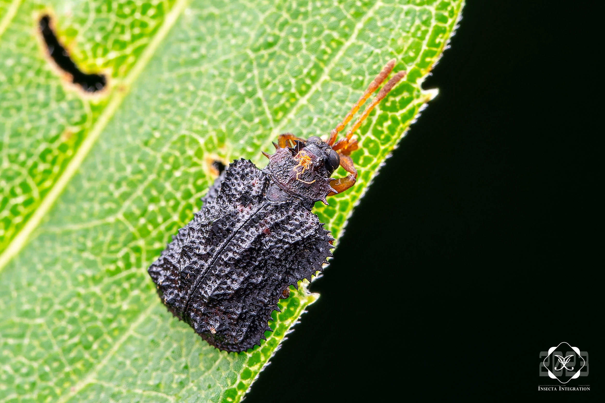 趾铁甲属 Dactylispa – IISDW