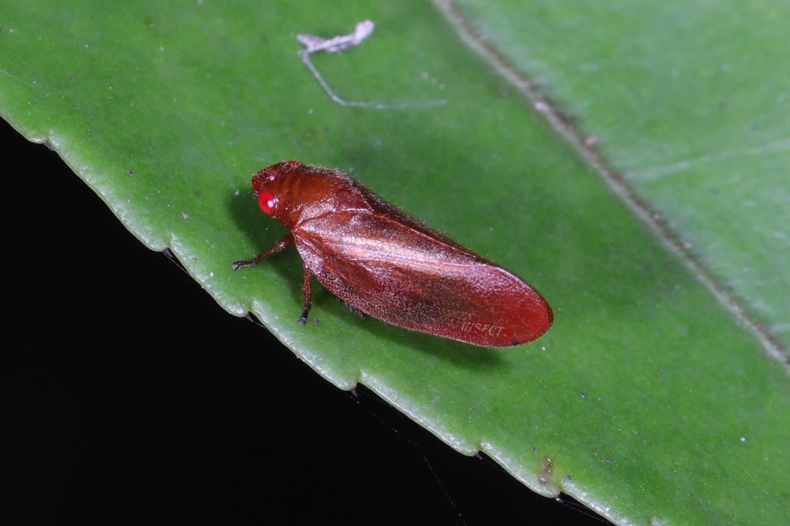 沫蝉科 Cercopidae – IISDW