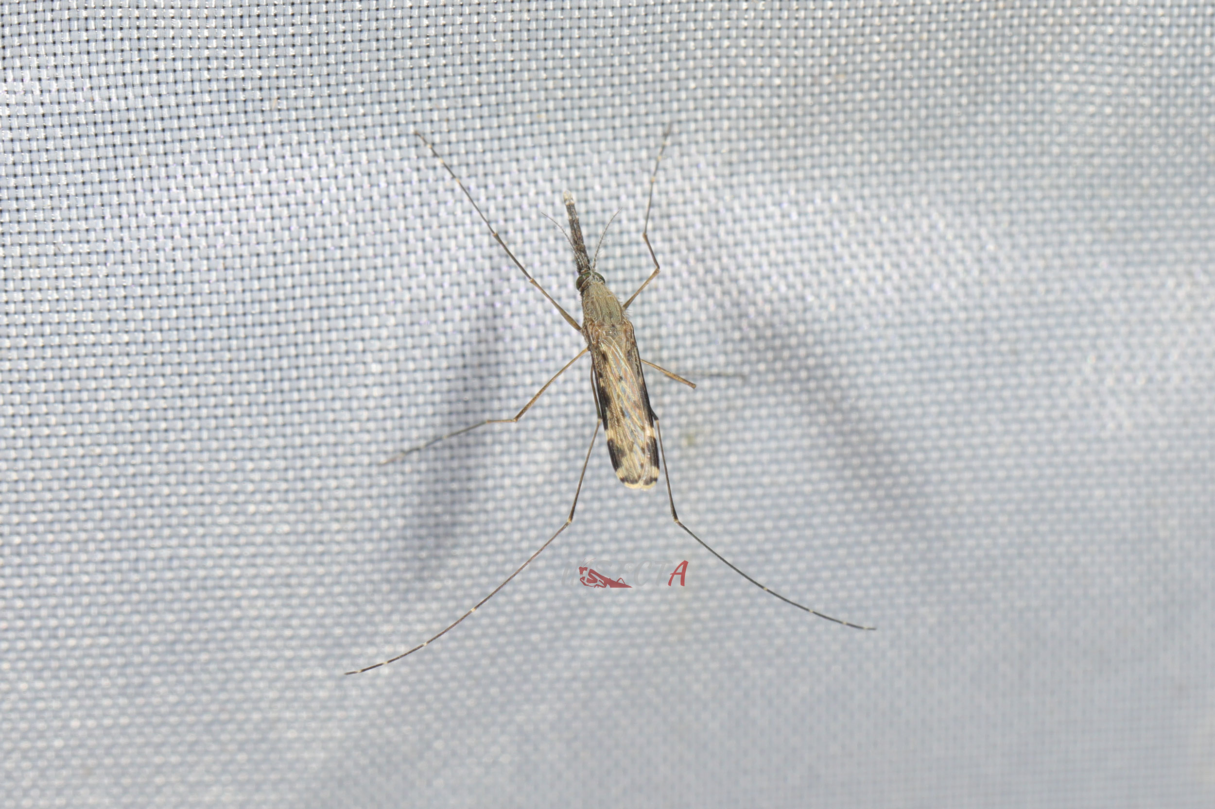 中华按蚊 Anopheles sinensis – IISDW