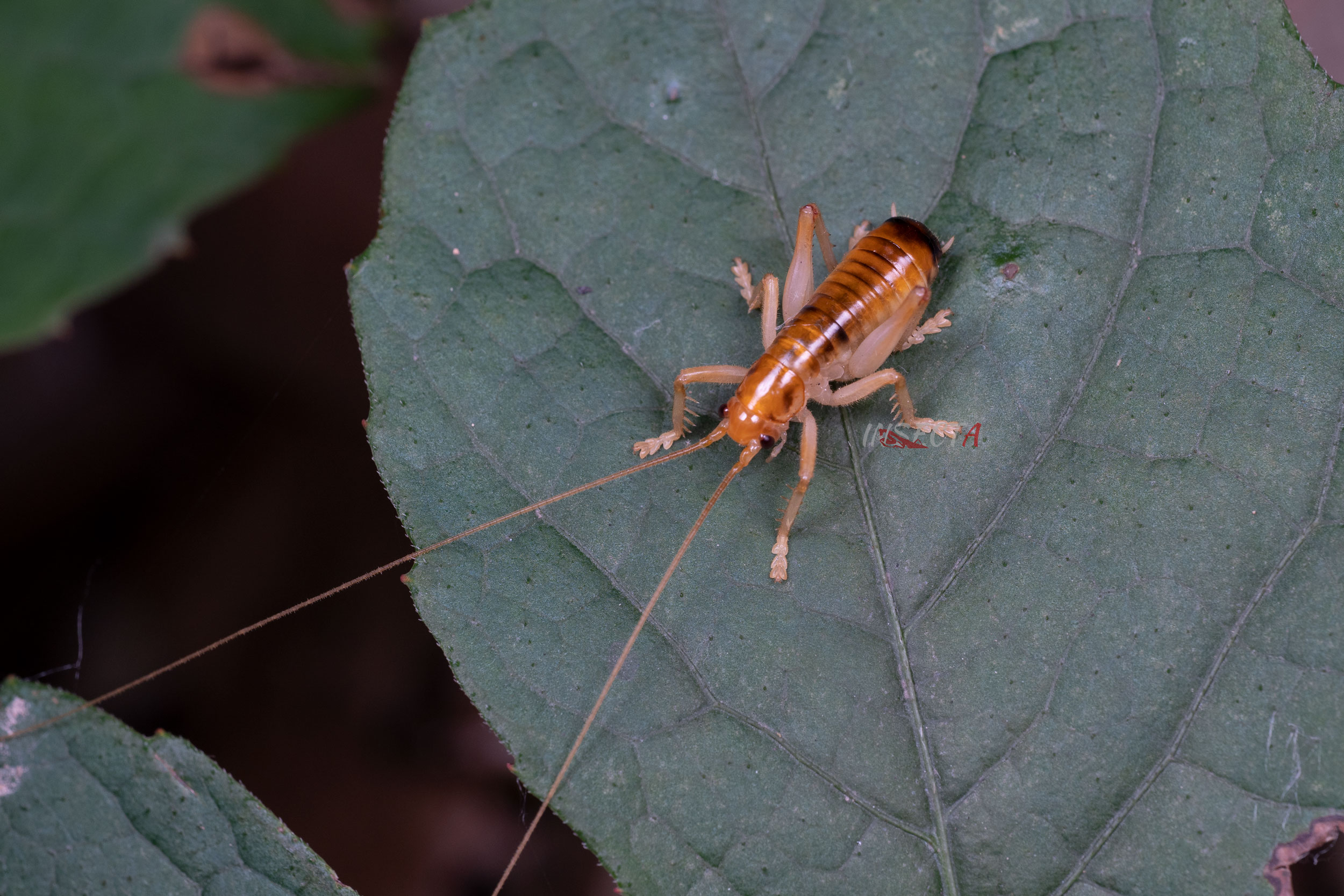蟋螽科 Gryllacrididae – IISDW