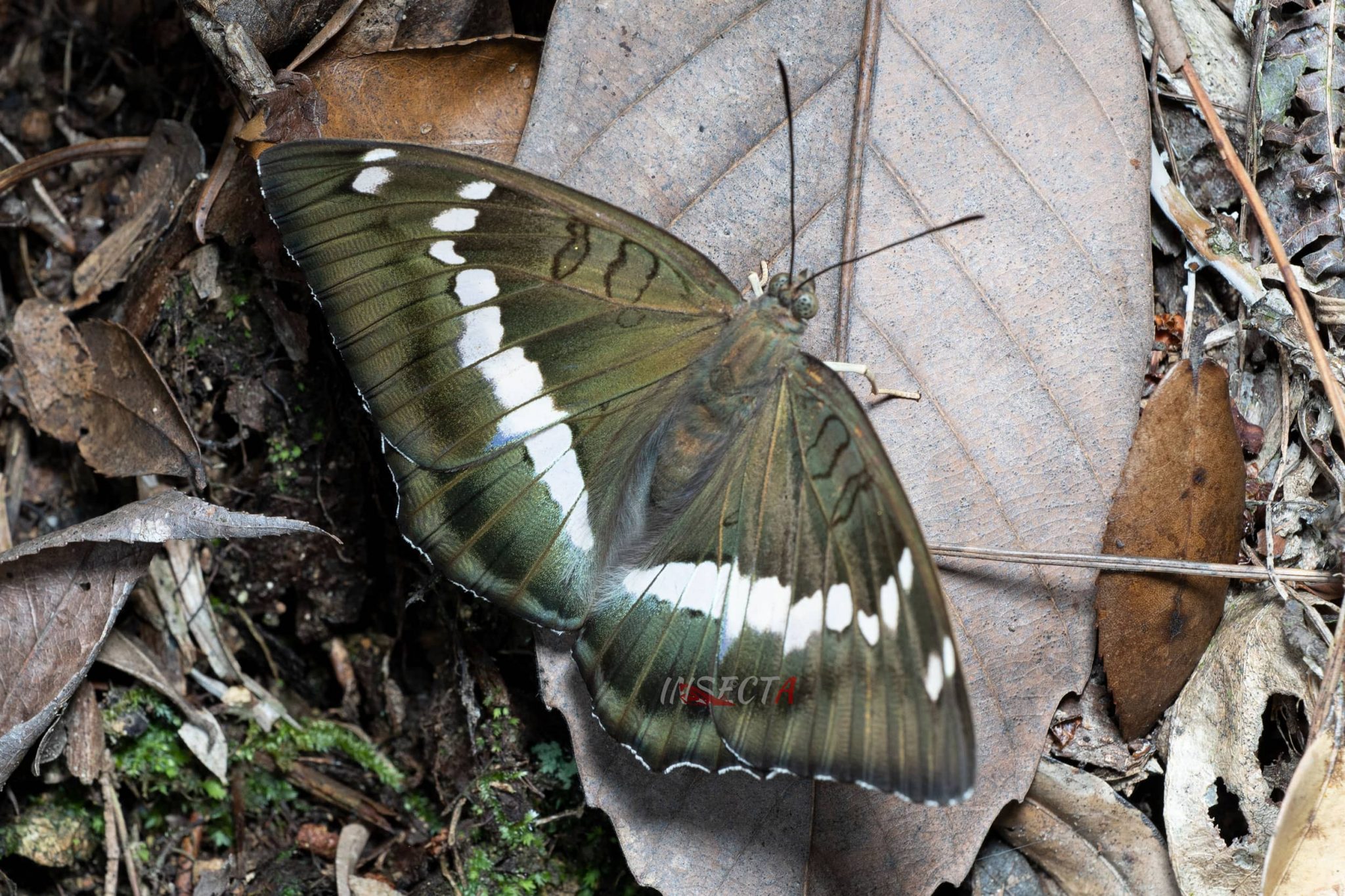 蛱蝶科 Nymphalidae – 积分昆虫学标本照片库