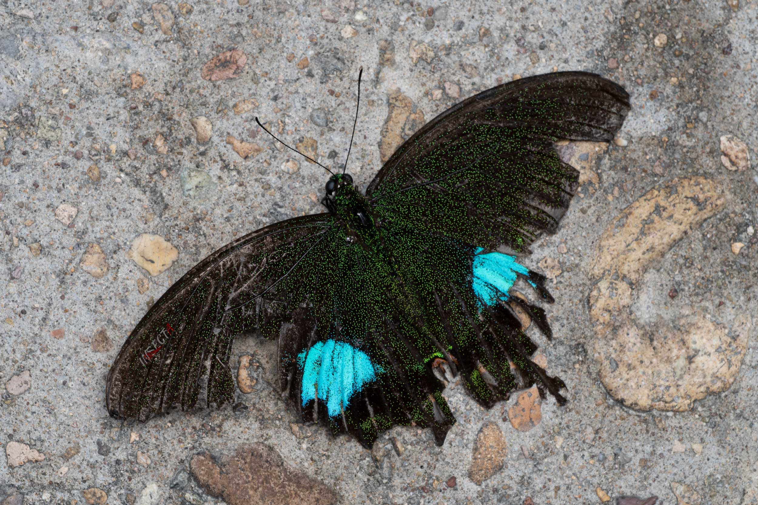 巴黎翠凤蝶 Papilio paris – IISDW