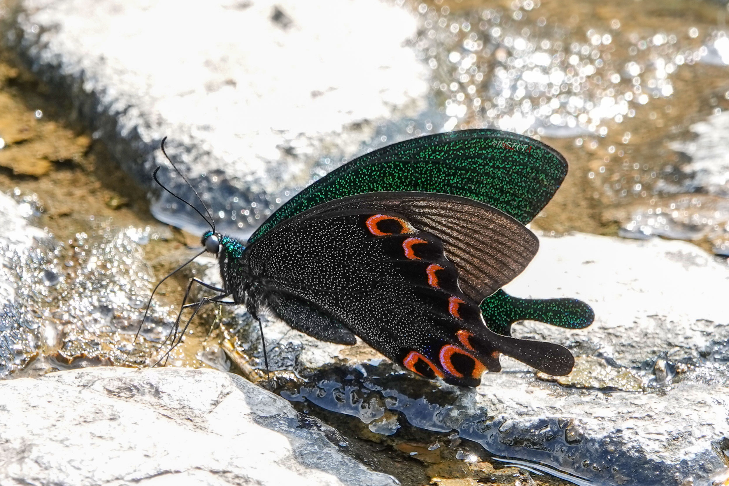 巴黎翠凤蝶 Papilio paris – IISDW