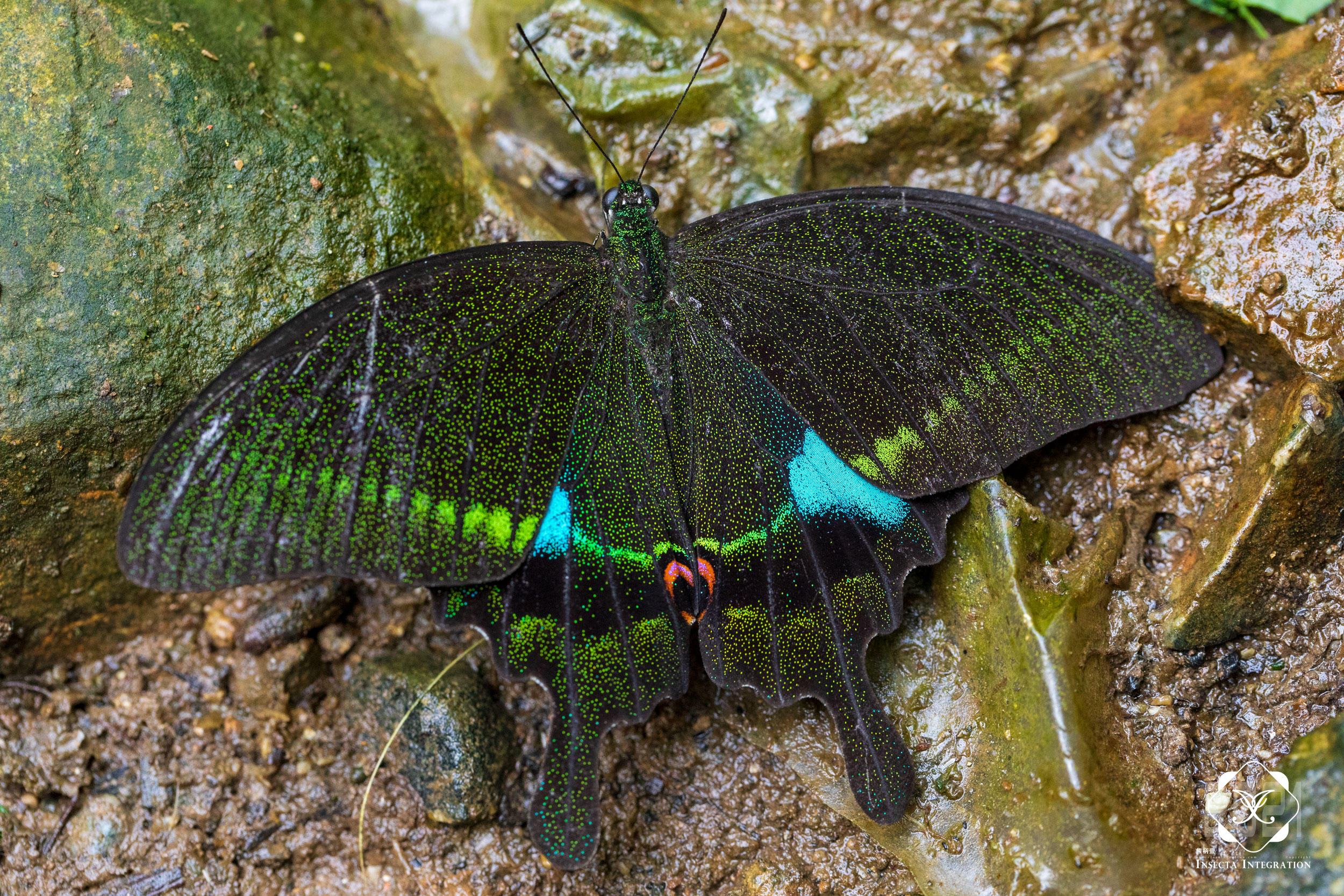 巴黎翠凤蝶 Papilio paris – IISDW
