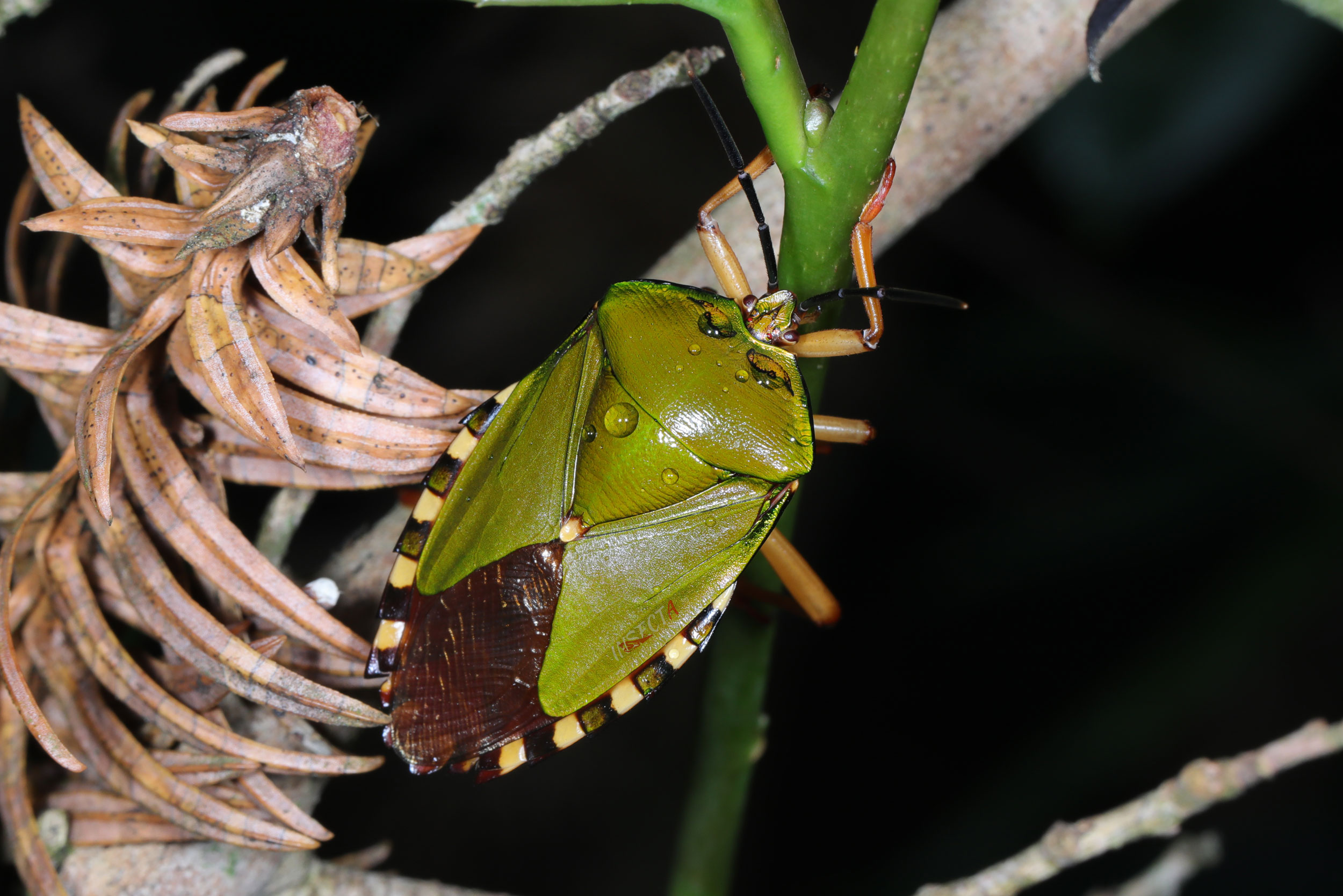 荔蝽科 Tessaratomidae – IISDW