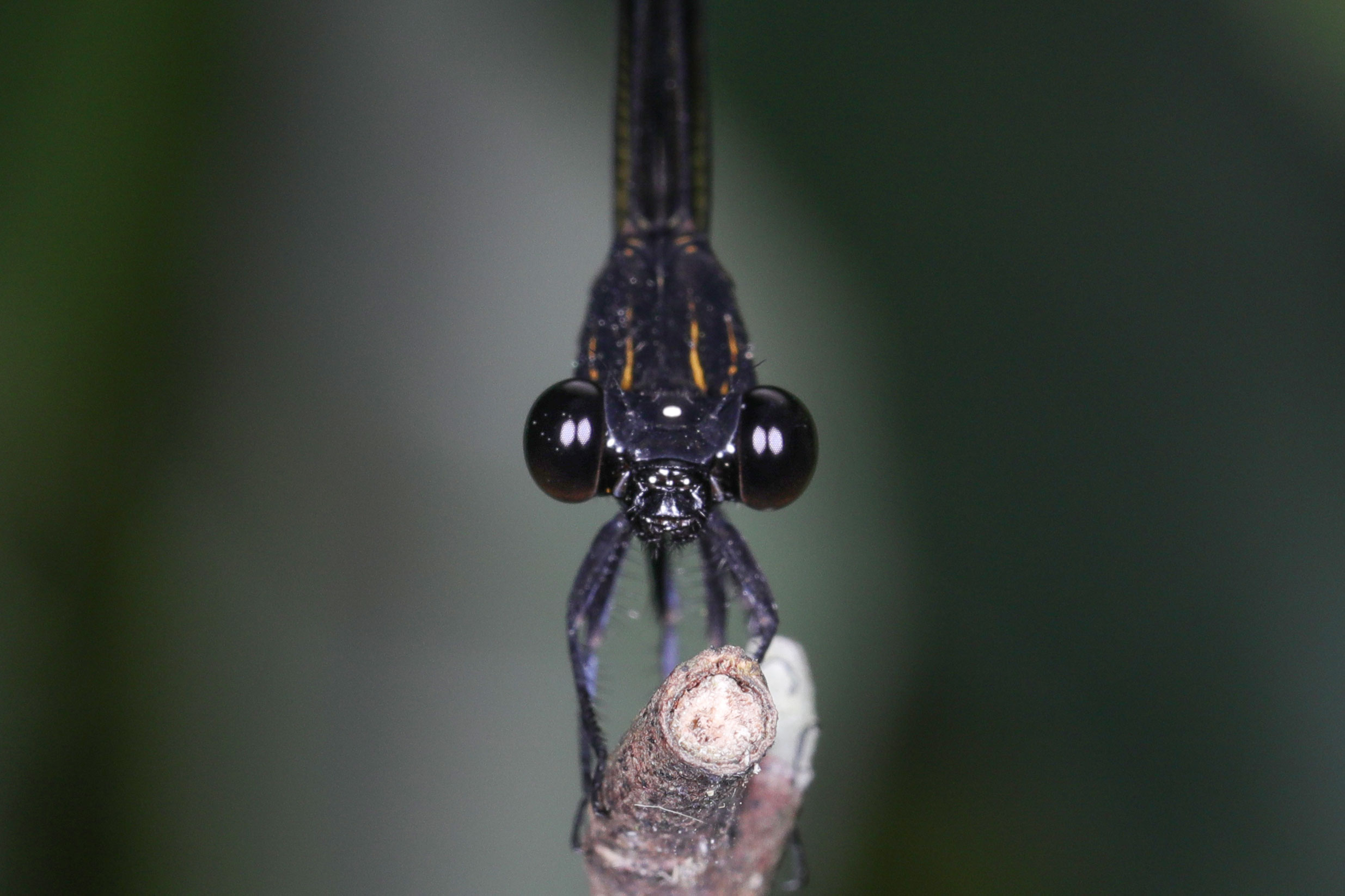 方带溪蟌 Euphaea decorata – IISDW