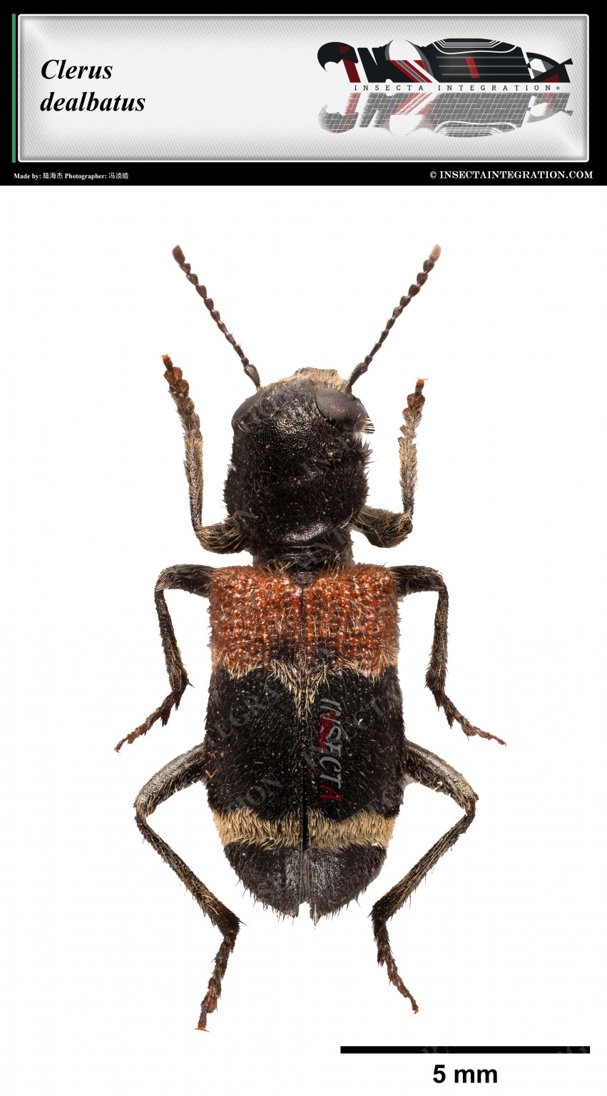 郭公虫属 Clerus – IISDW