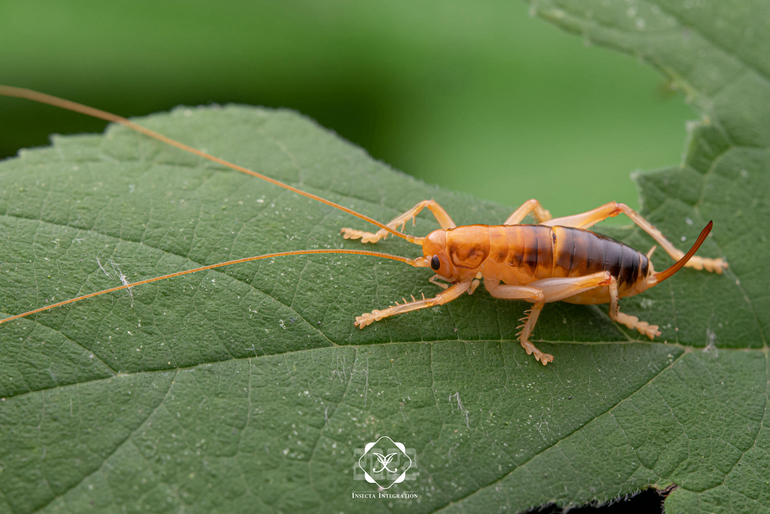 蟋螽科 Gryllacrididae – IISDW