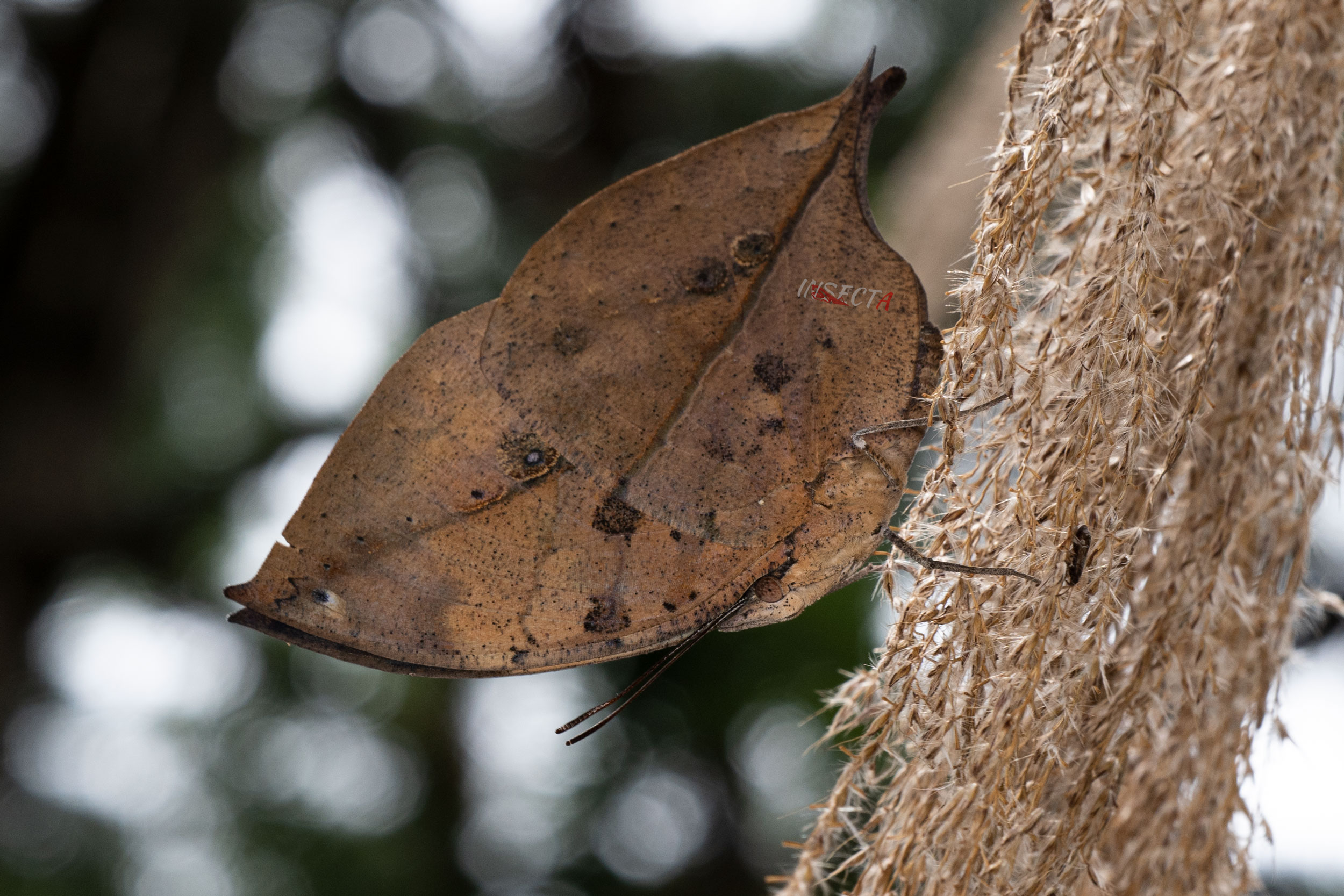 枯叶蛱蝶 Kallima inachus – IISDW