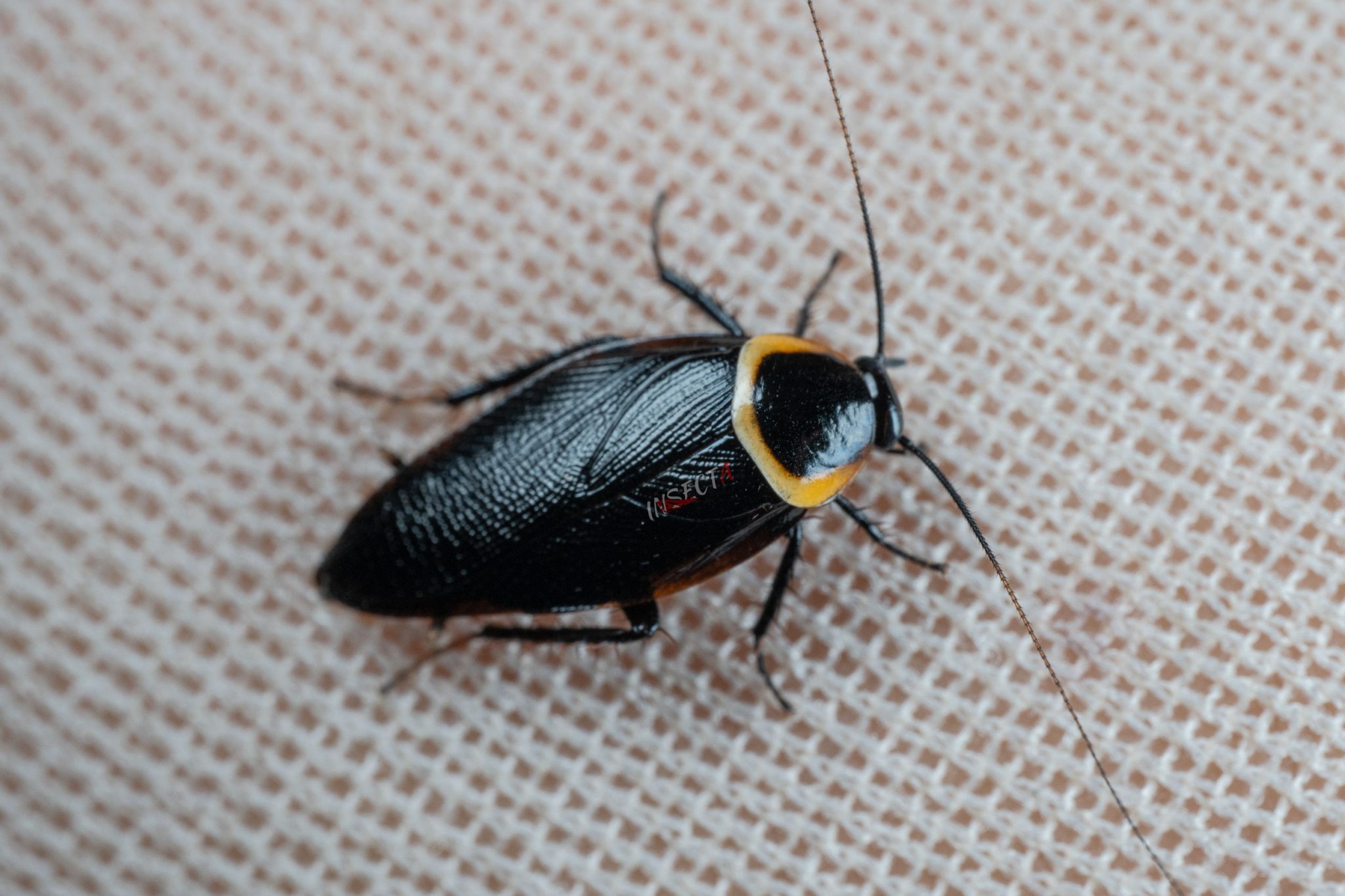 拟截尾蠊属 Hemithyrsocera – IISDW