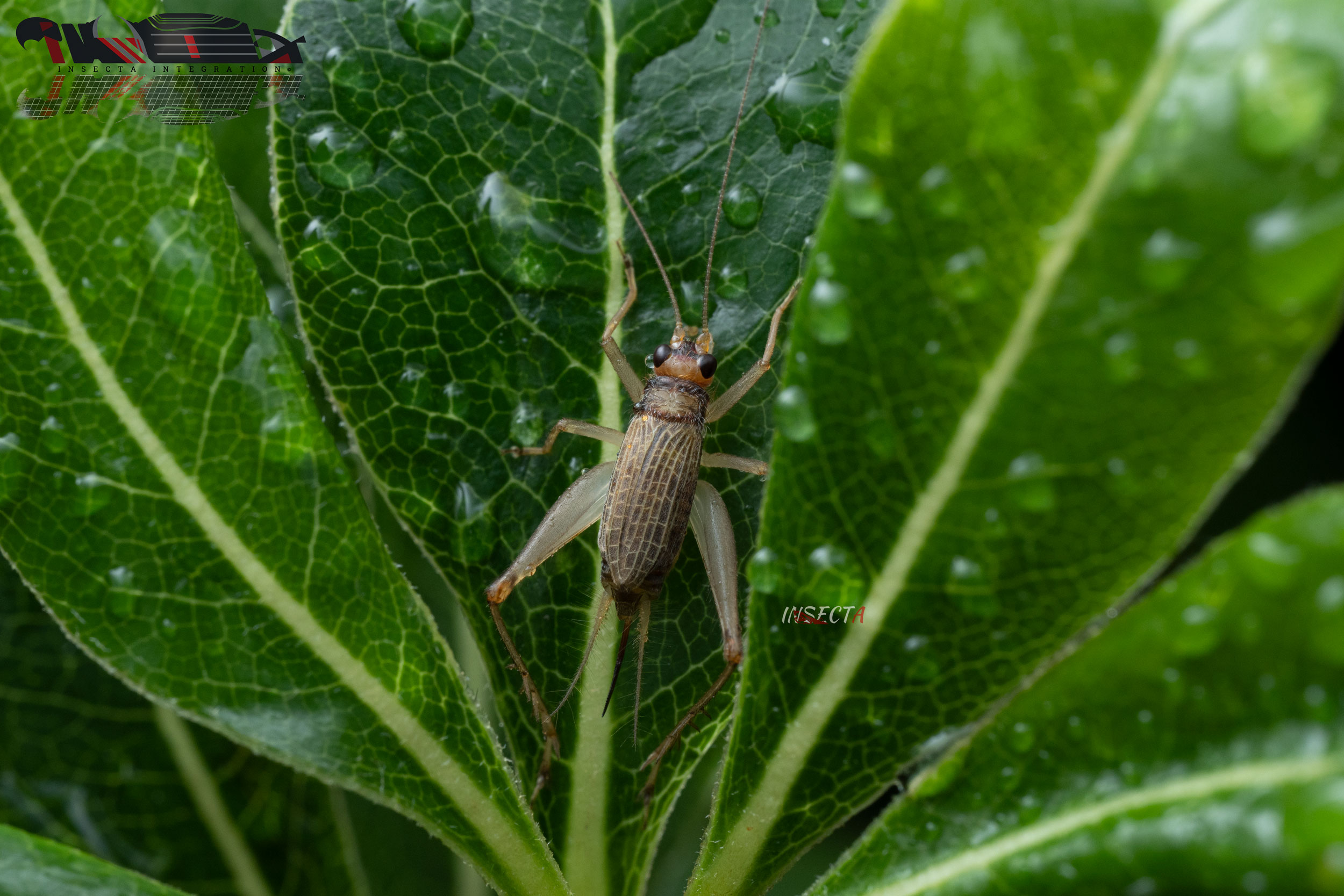 源氏聋突蛉蟋 Amusurgus genji – IISDW