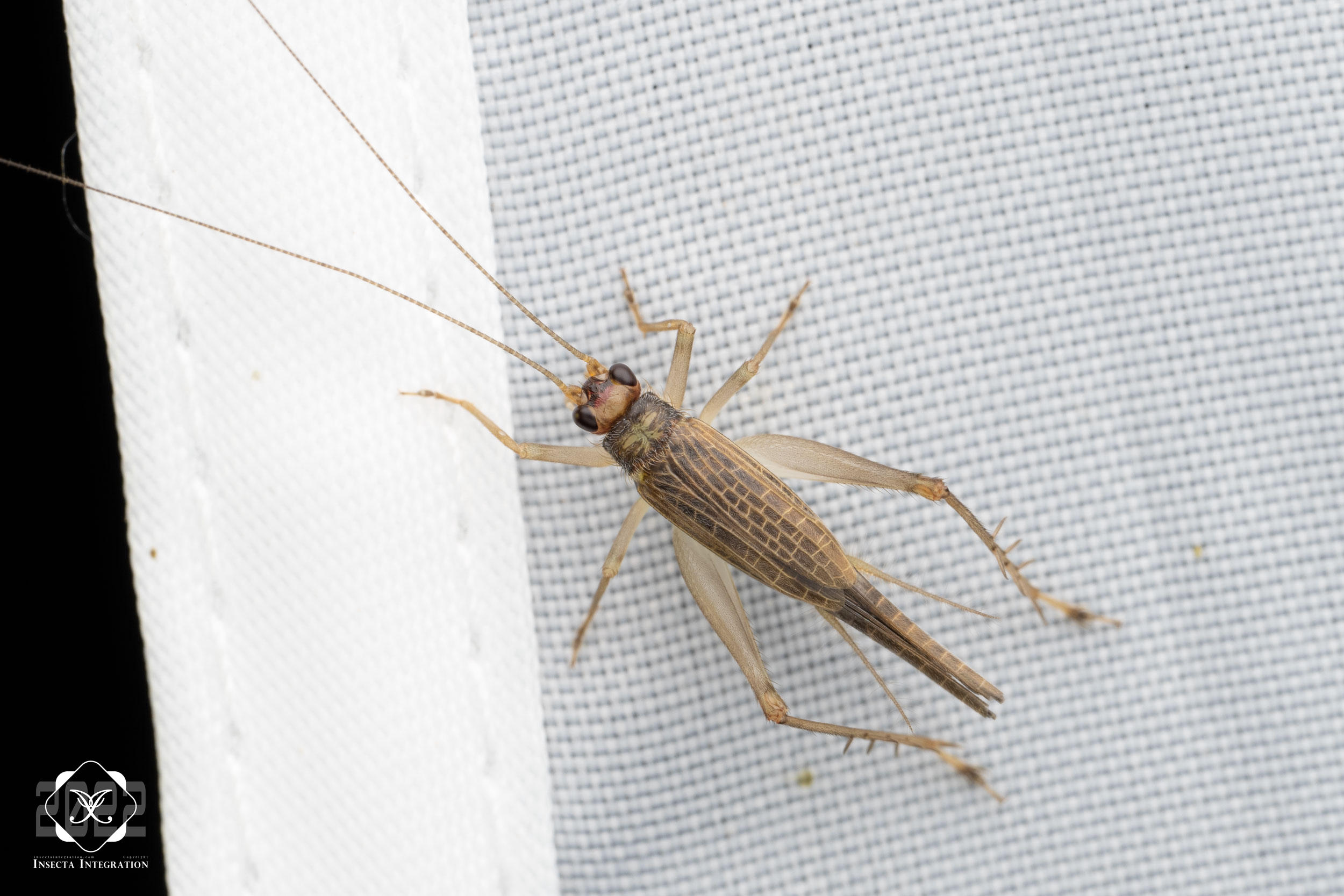 源氏聋突蛉蟋 Amusurgus genji – IISDW