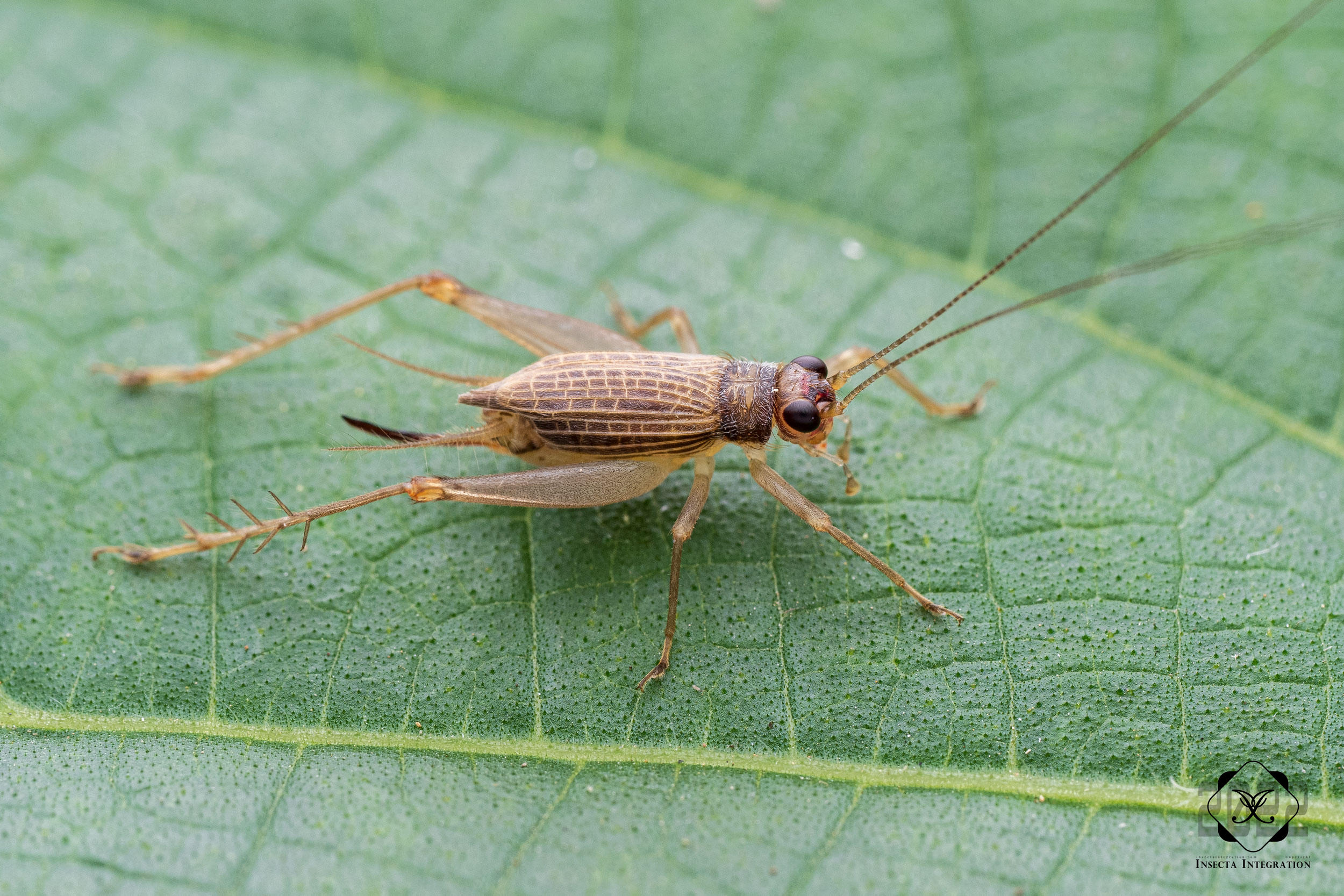 源氏聋突蛉蟋 Amusurgus genji – IISDW