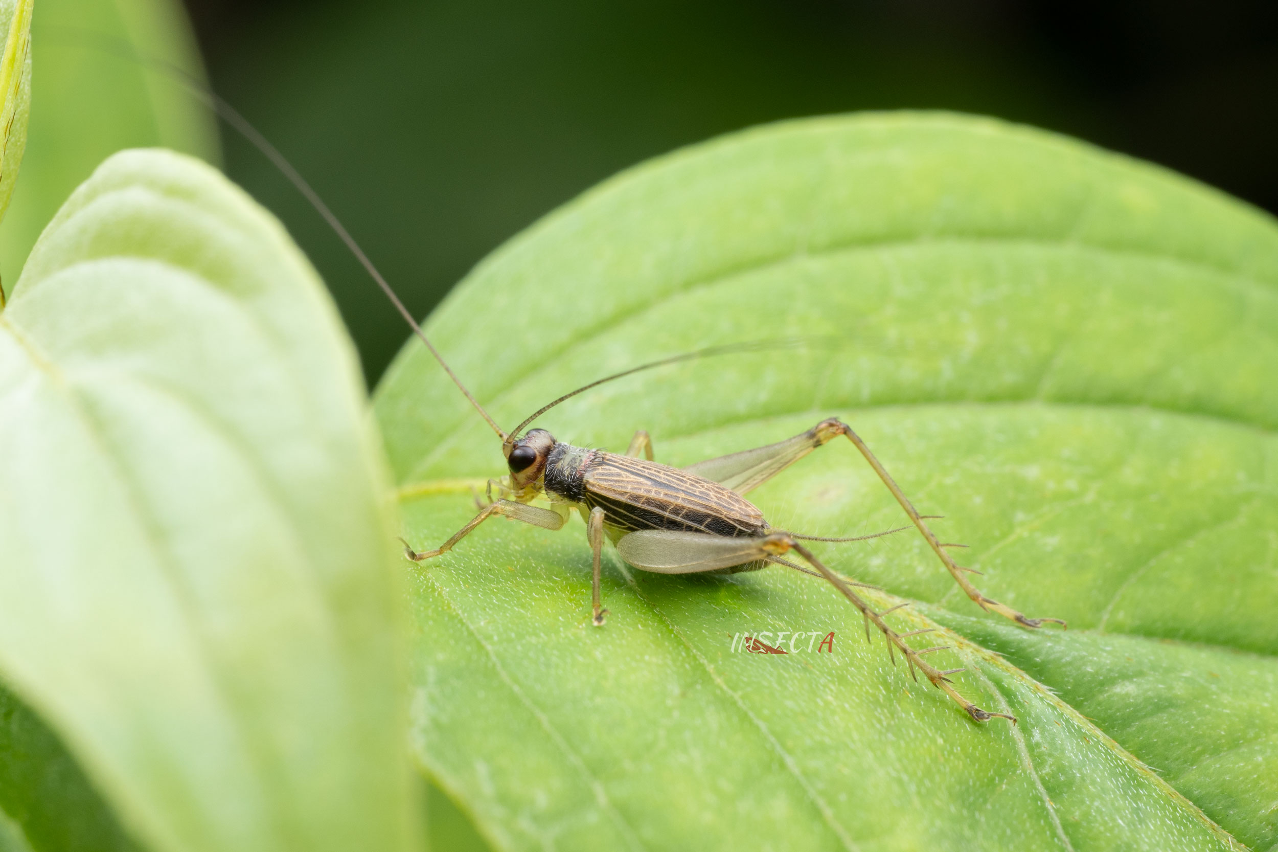 源氏聋突蛉蟋 Amusurgus genji – IISDW