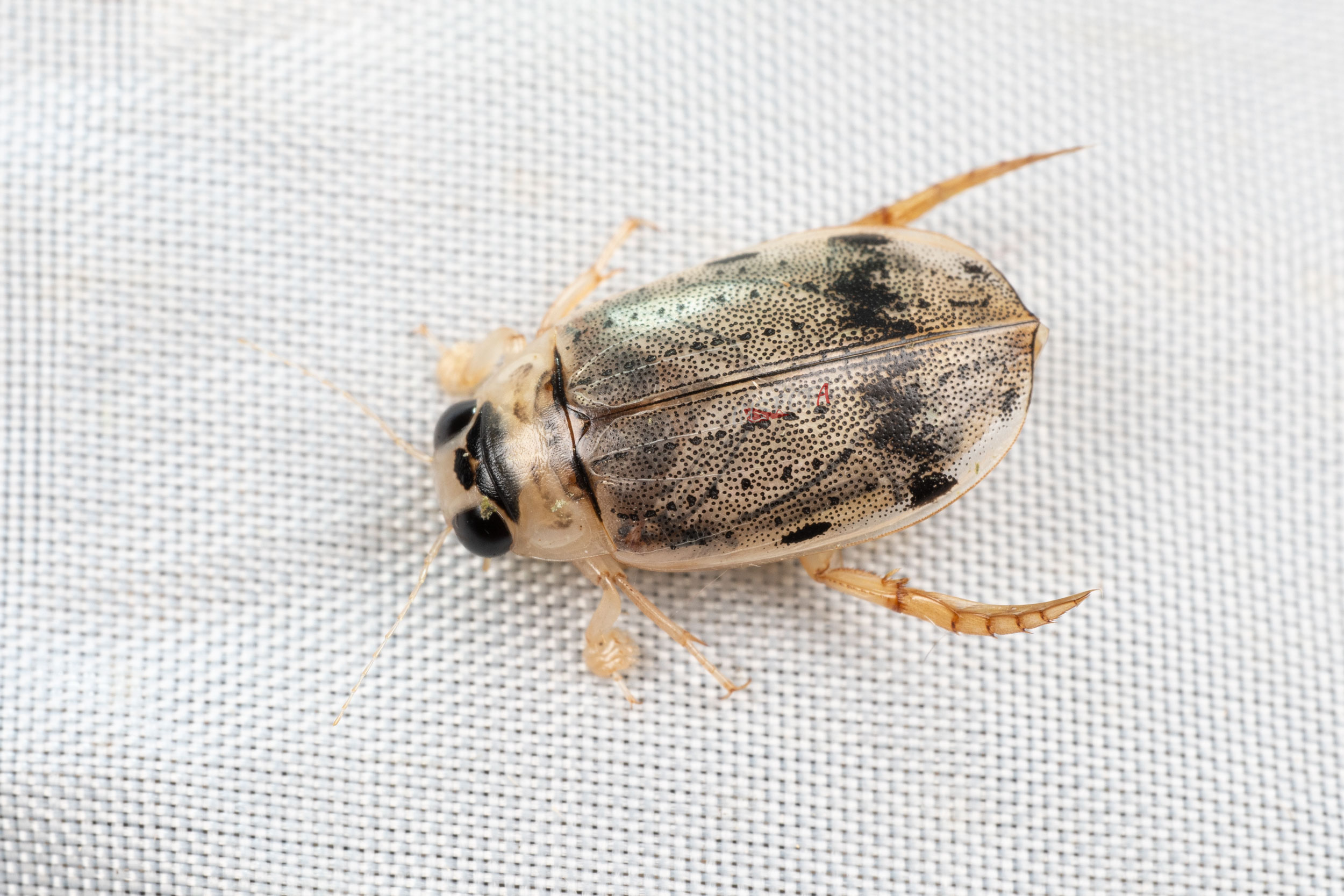 龙虱科 Dytiscidae – IISDW