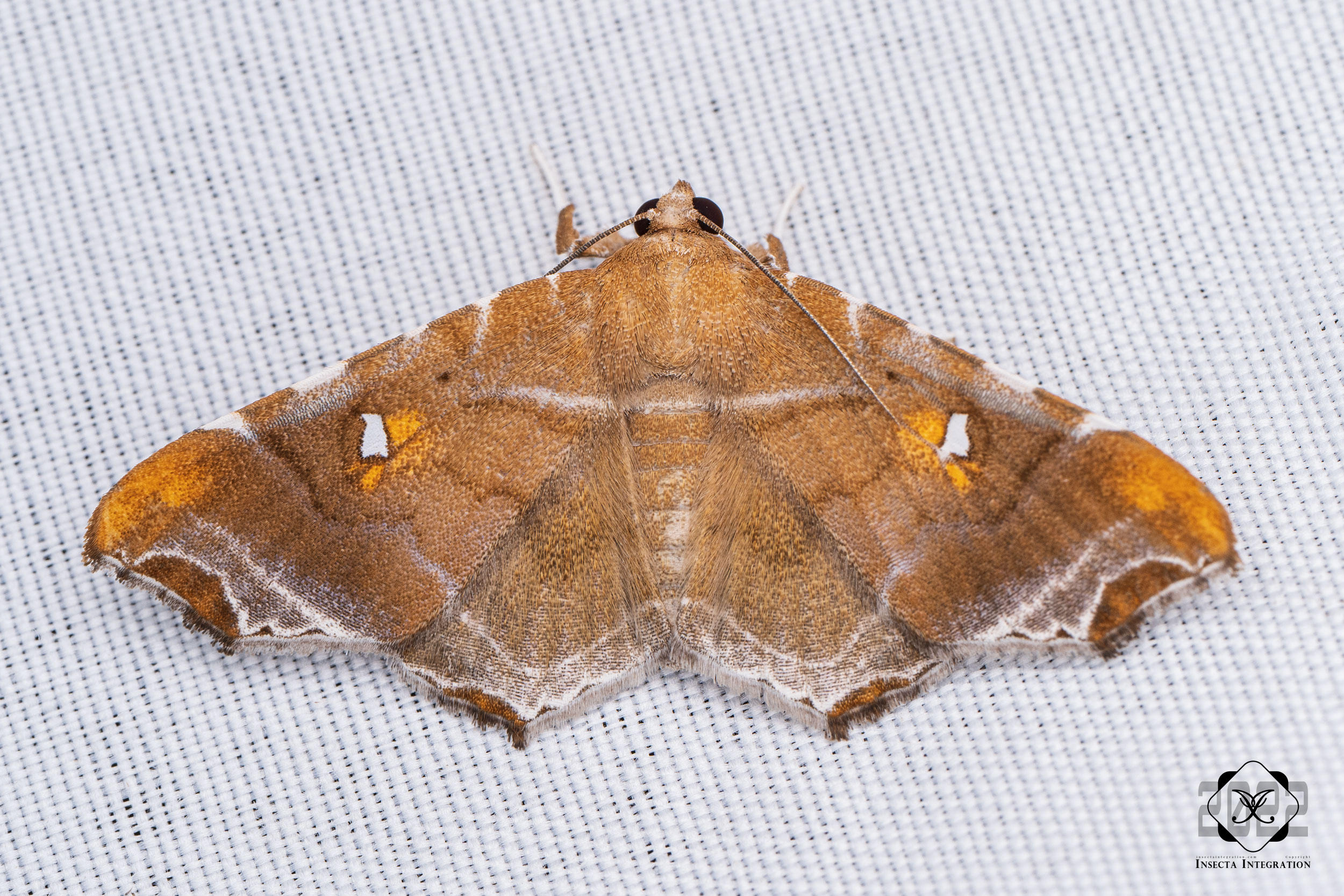 白线篦夜蛾 Episparis liturata – IISDW
