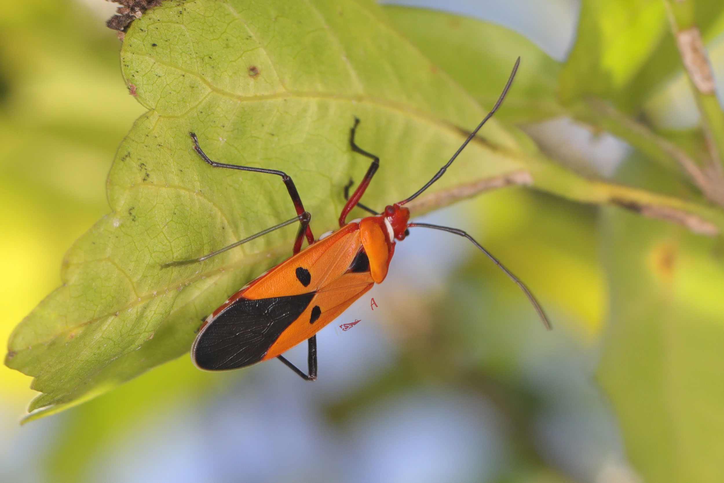 离斑棉红蝽 Dysdercus cingulatus – IISDW
