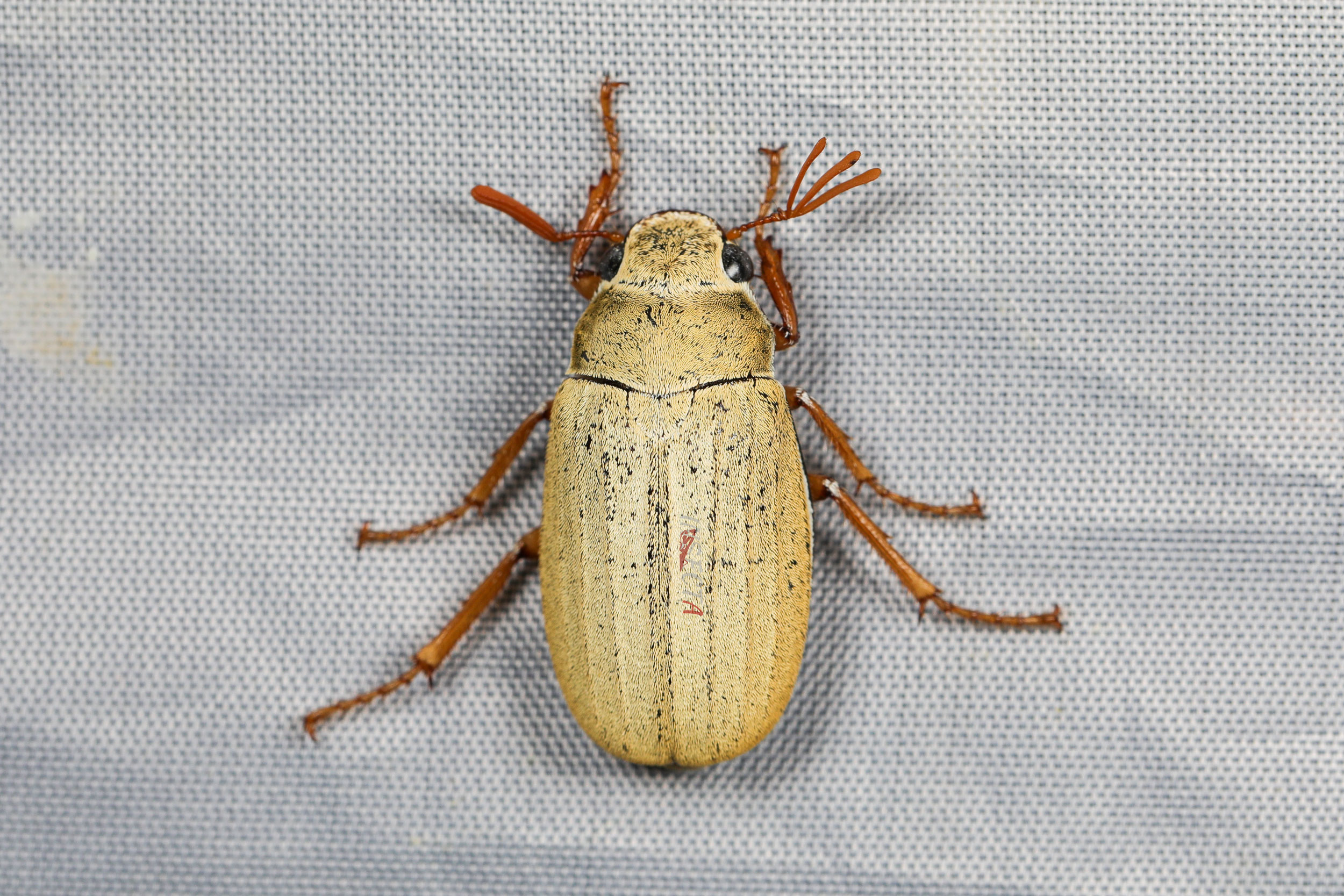 粉歪鳃金龟 Cyphochilus farinosus – IISDW