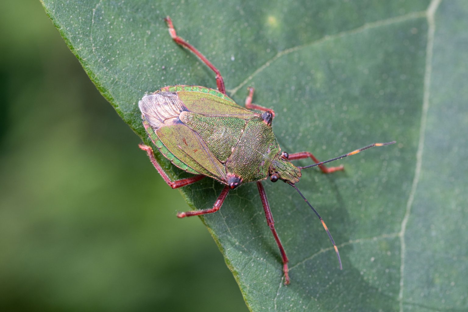 蝽科 Pentatomidae – IISDW