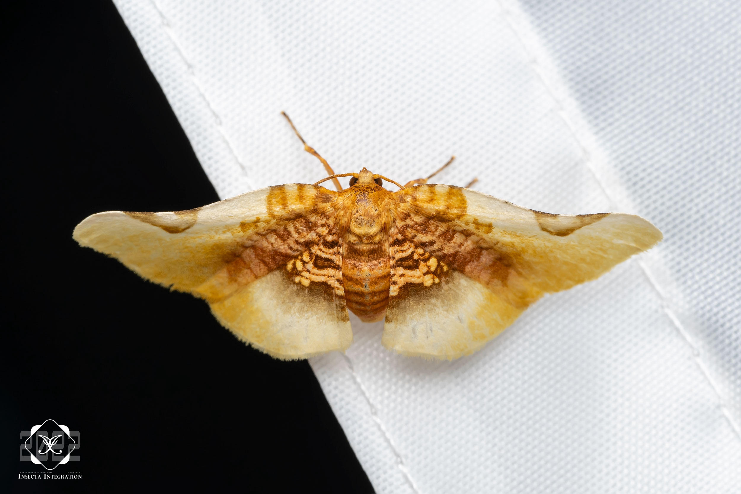 金盏拱肩网蛾 Camptochilus sinuosus – IISDW