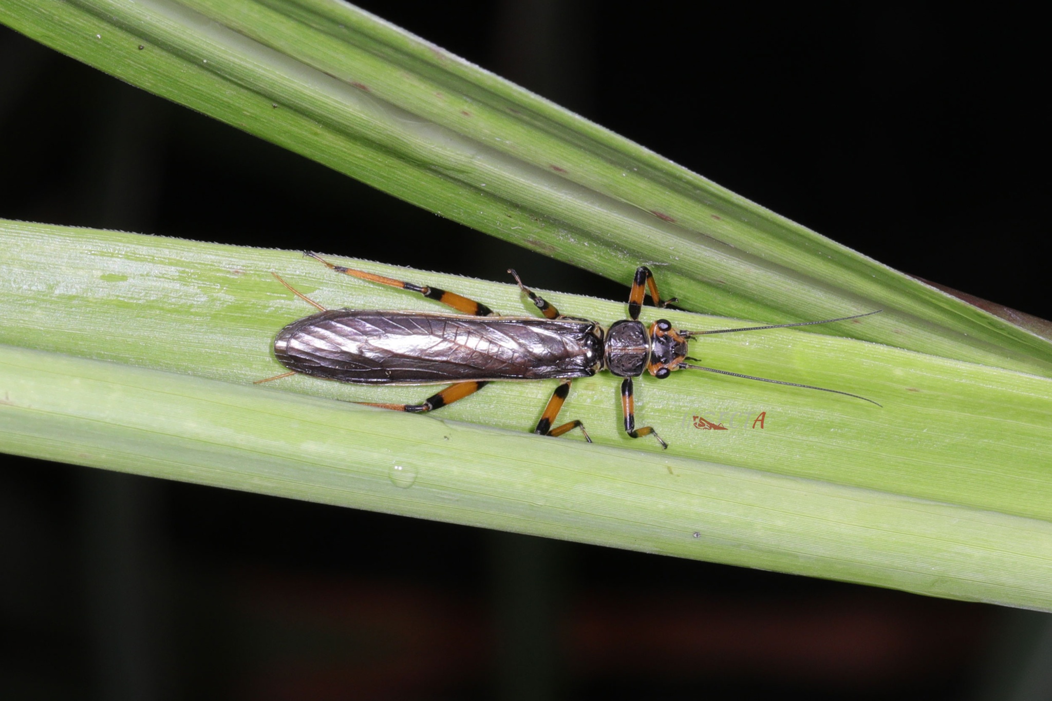 襀科 Perlidae – IISDW