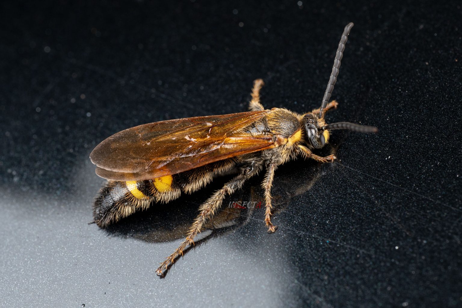 土蜂科 Scoliidae – IISDW