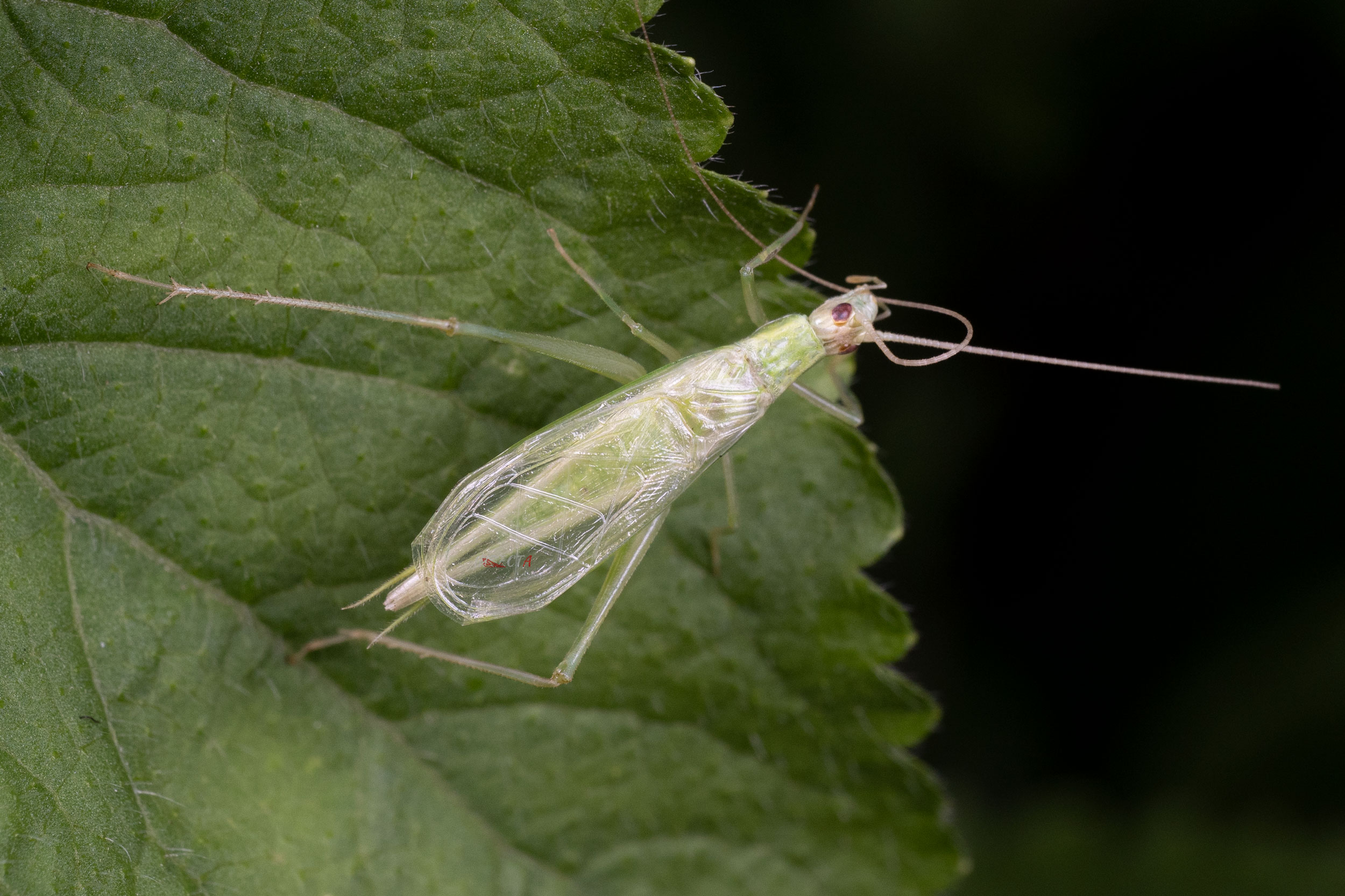 青树蟋 Oecanthus euryelytra – IISDW