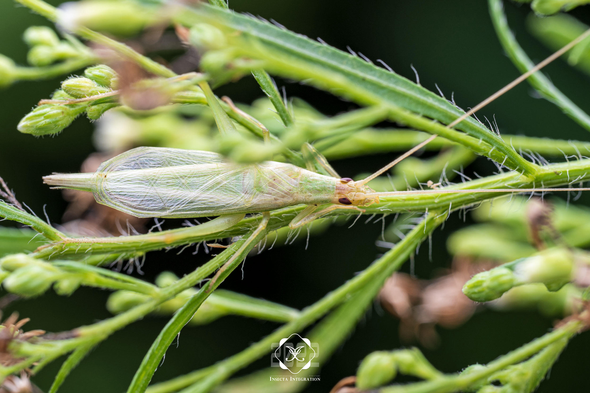 树蟋属 Oecanthus – IISDW