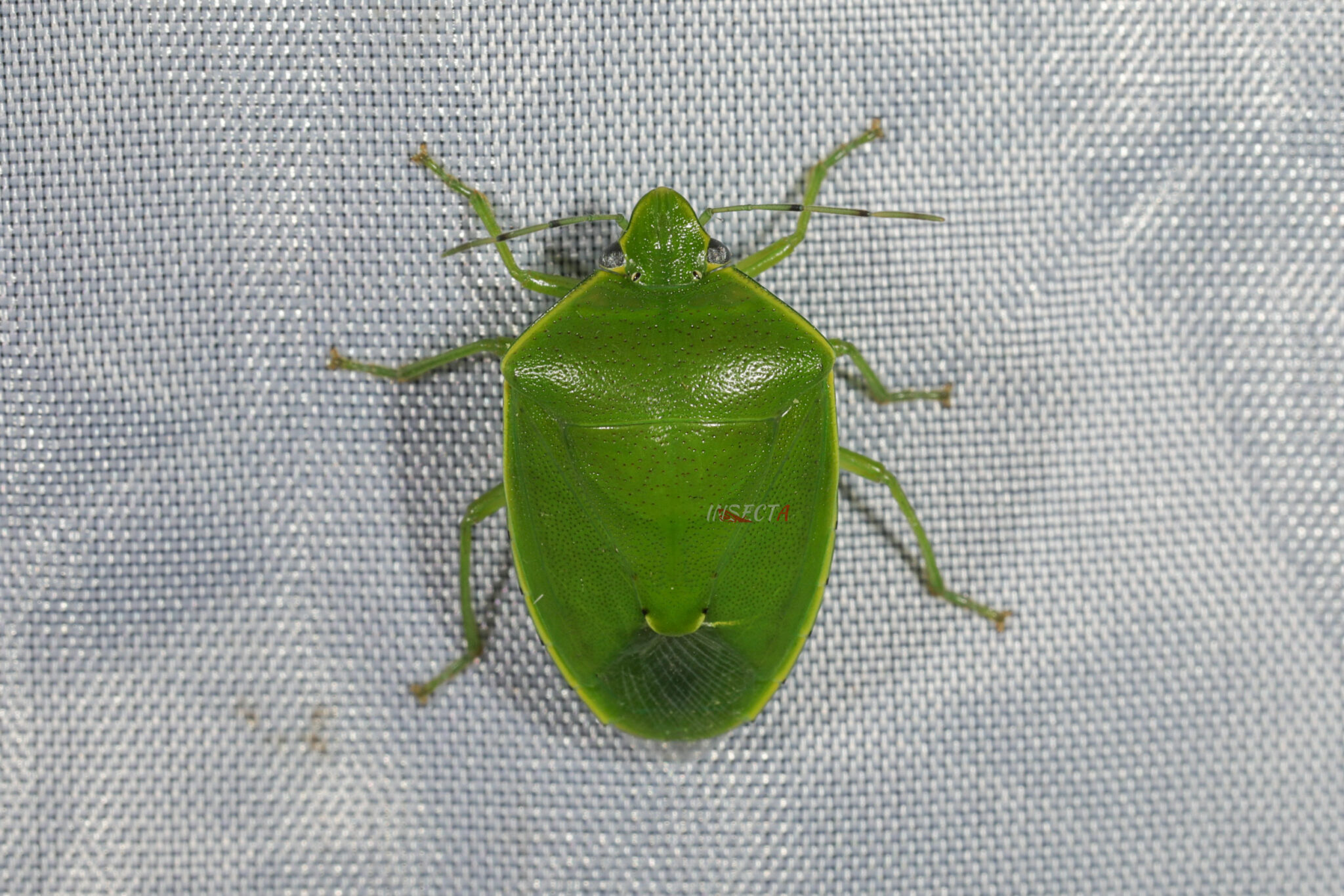 蝽科 Pentatomidae – IISDW
