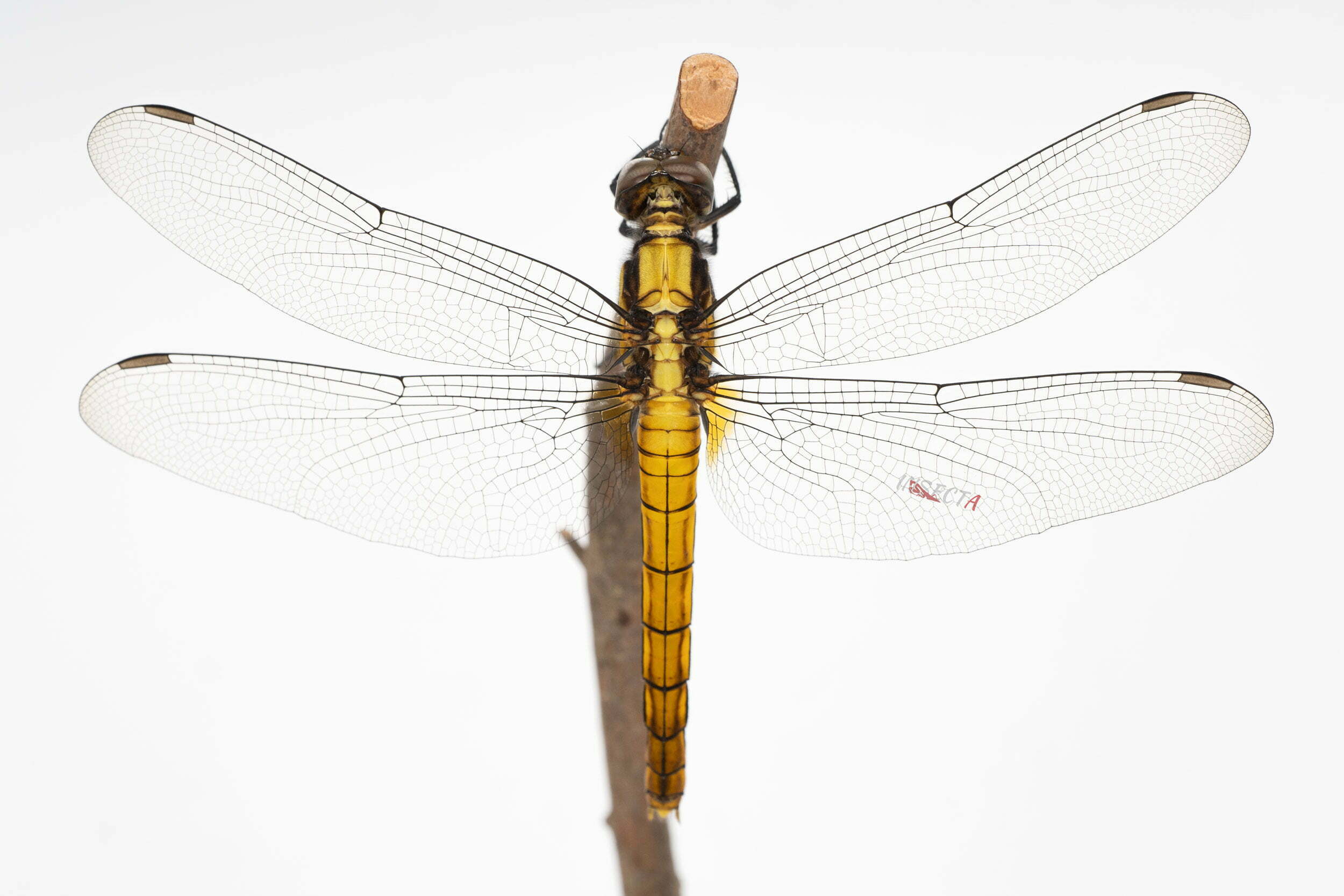 灰蜻属 Orthetrum – IISDW