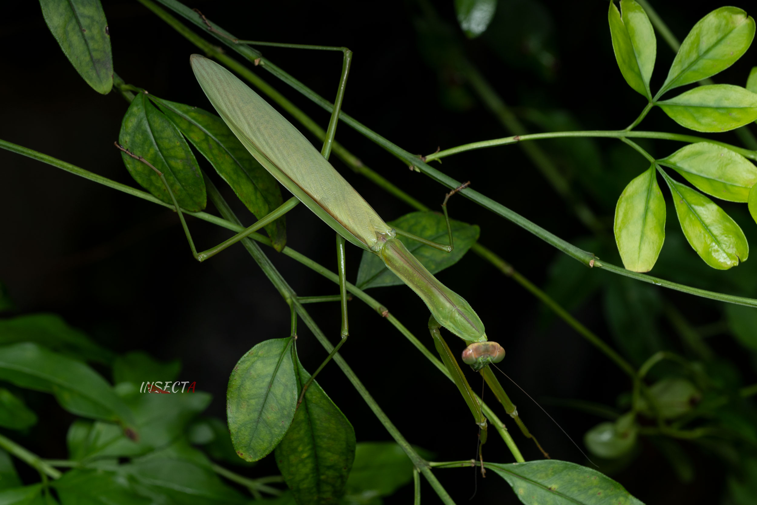 中华大刀螳 Tenodera sinensis – IISDW