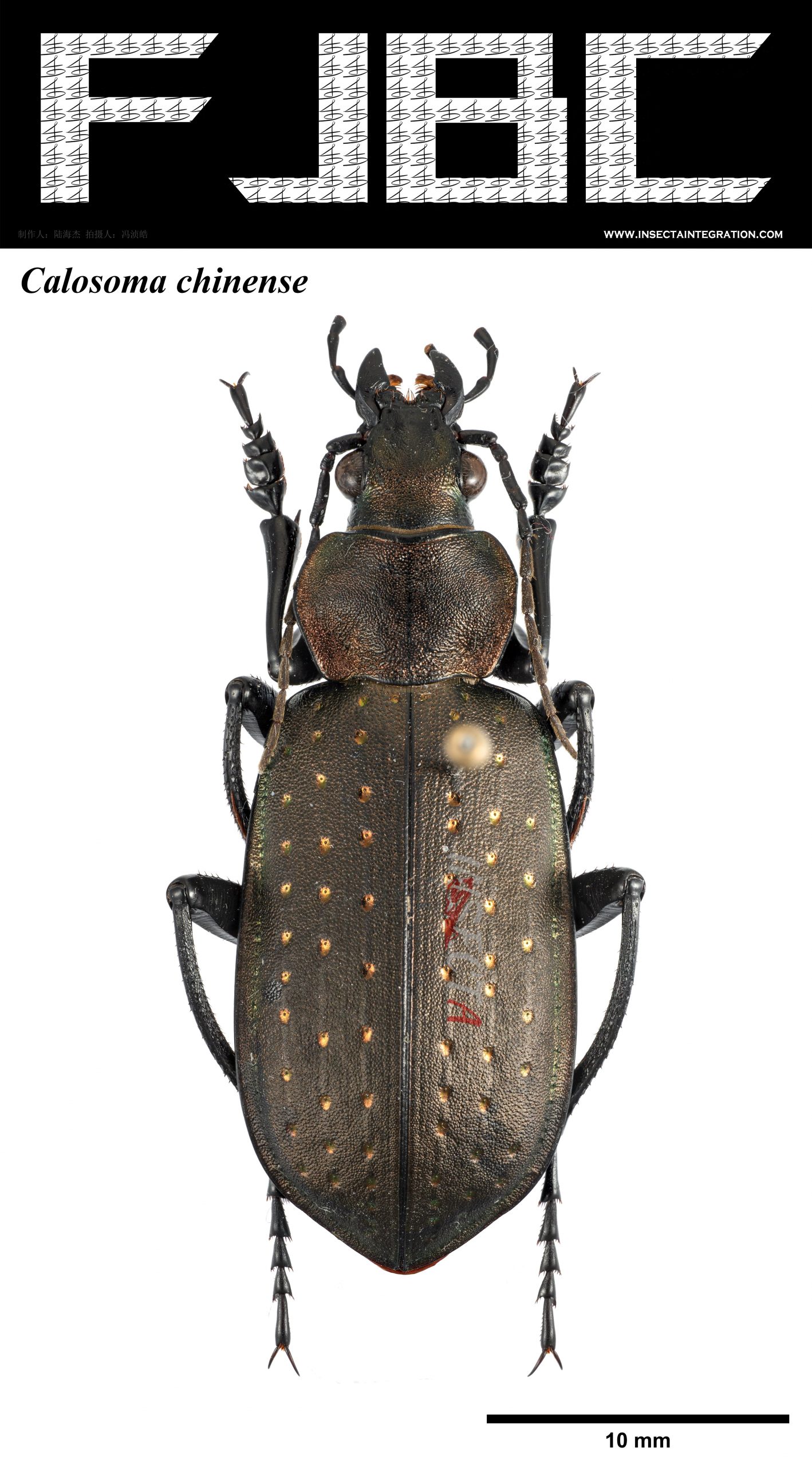 中华星步甲 Calosoma chinense – IISDW